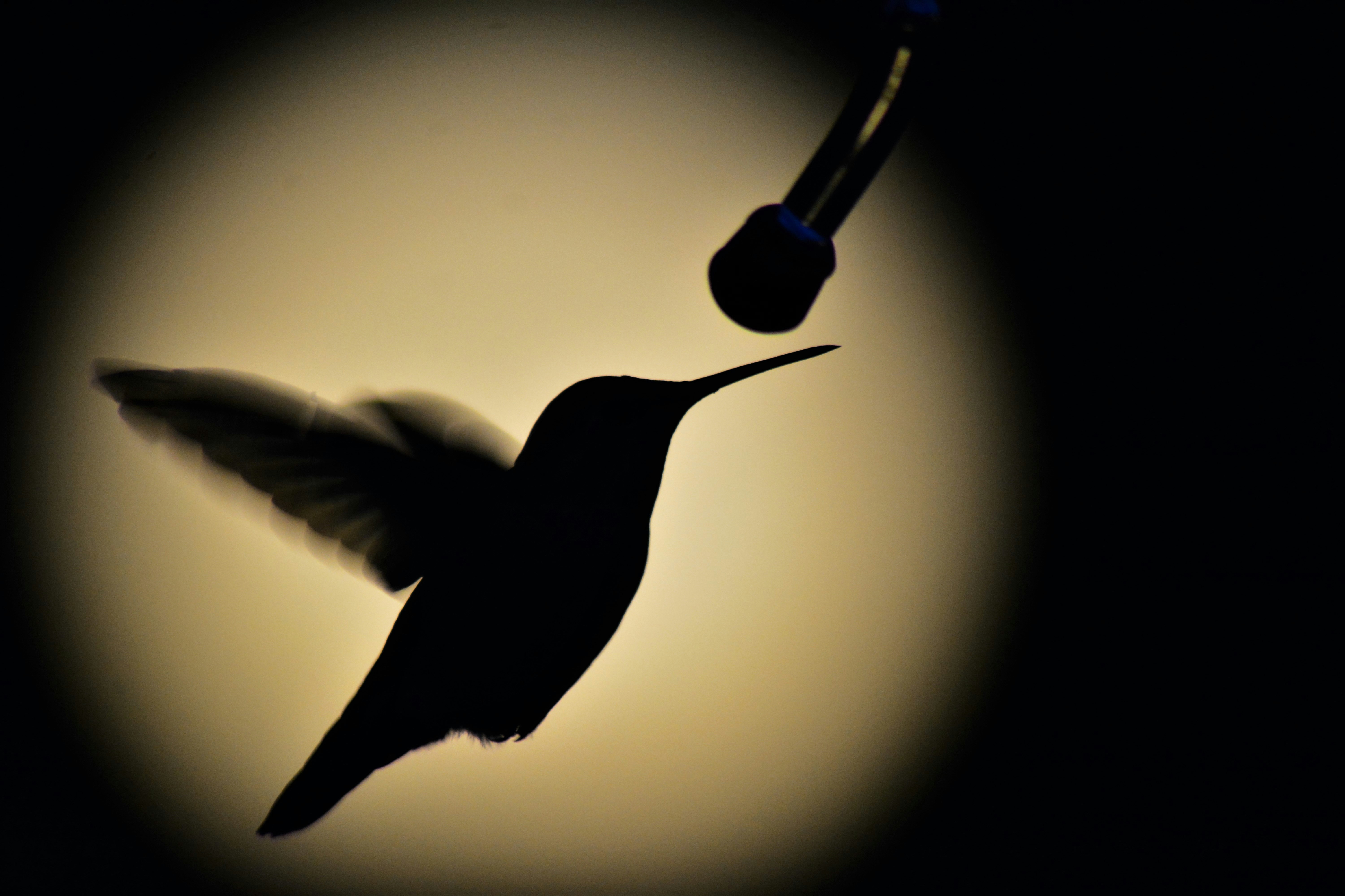 Silhouette of a hummingbird hovering near a nectar feeder, backlit by a soft glow. The image captures the delicate movement of its wings.
