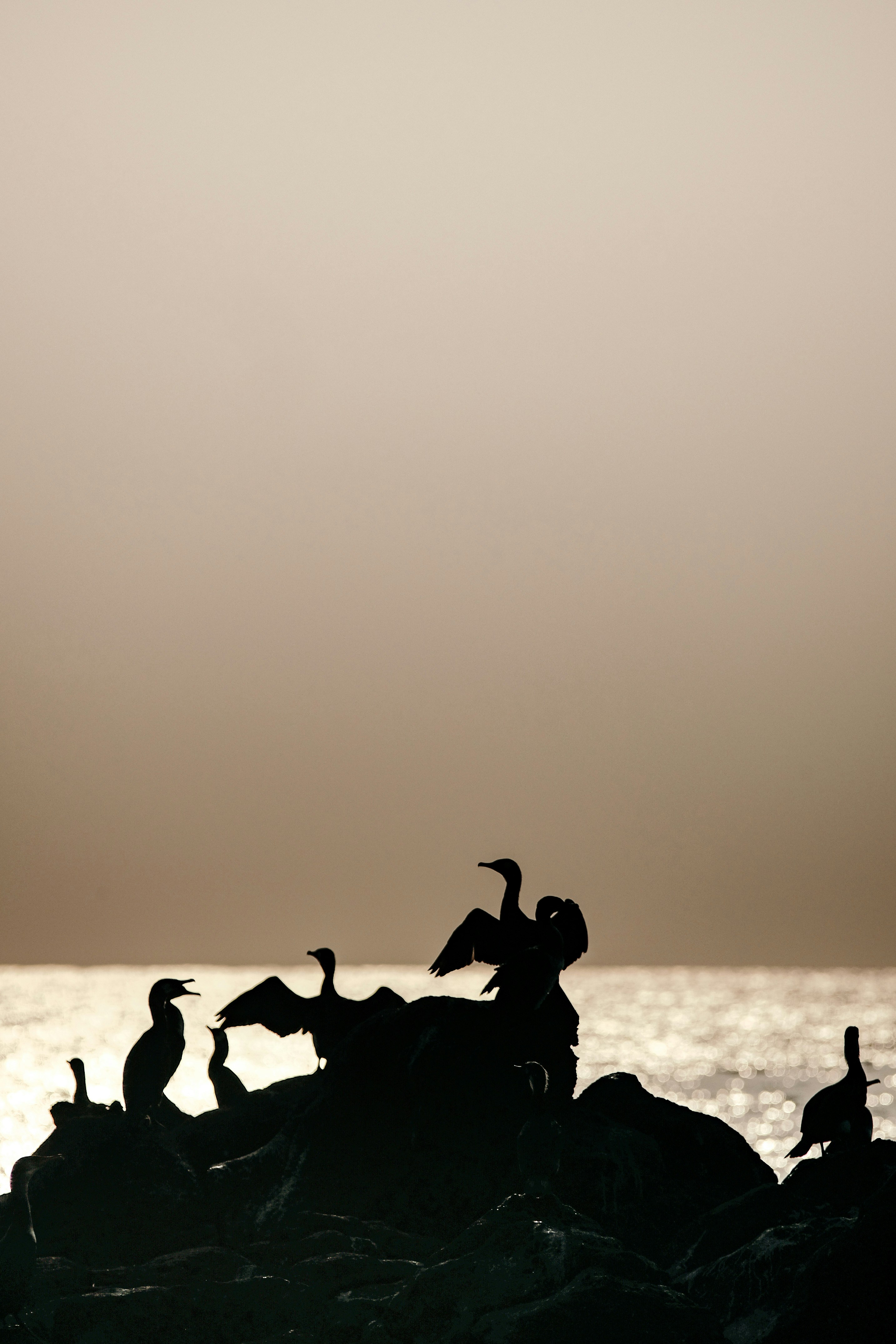 Dusk Silhouettes: Seabirds Gather on a Gold-Hued Rock