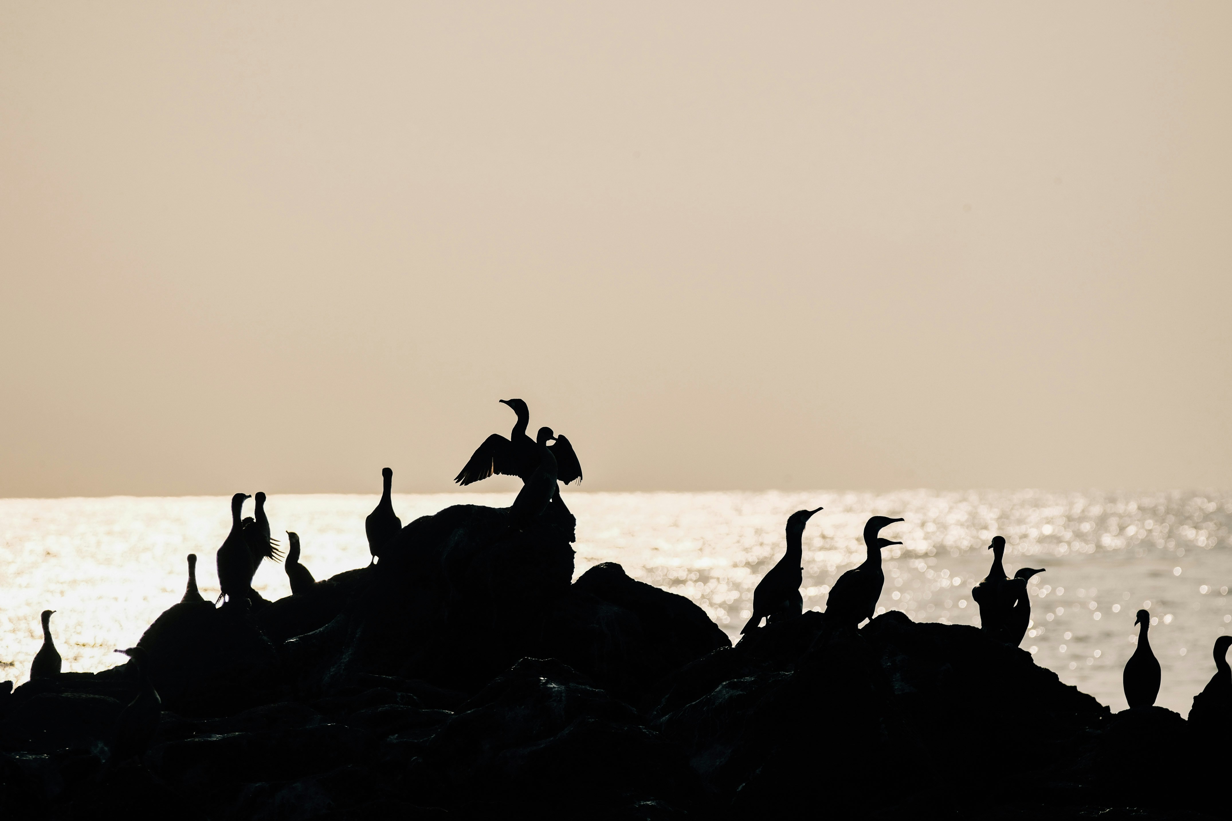 Silhouetted Birds Resting on Coastal Rocks at Dusk