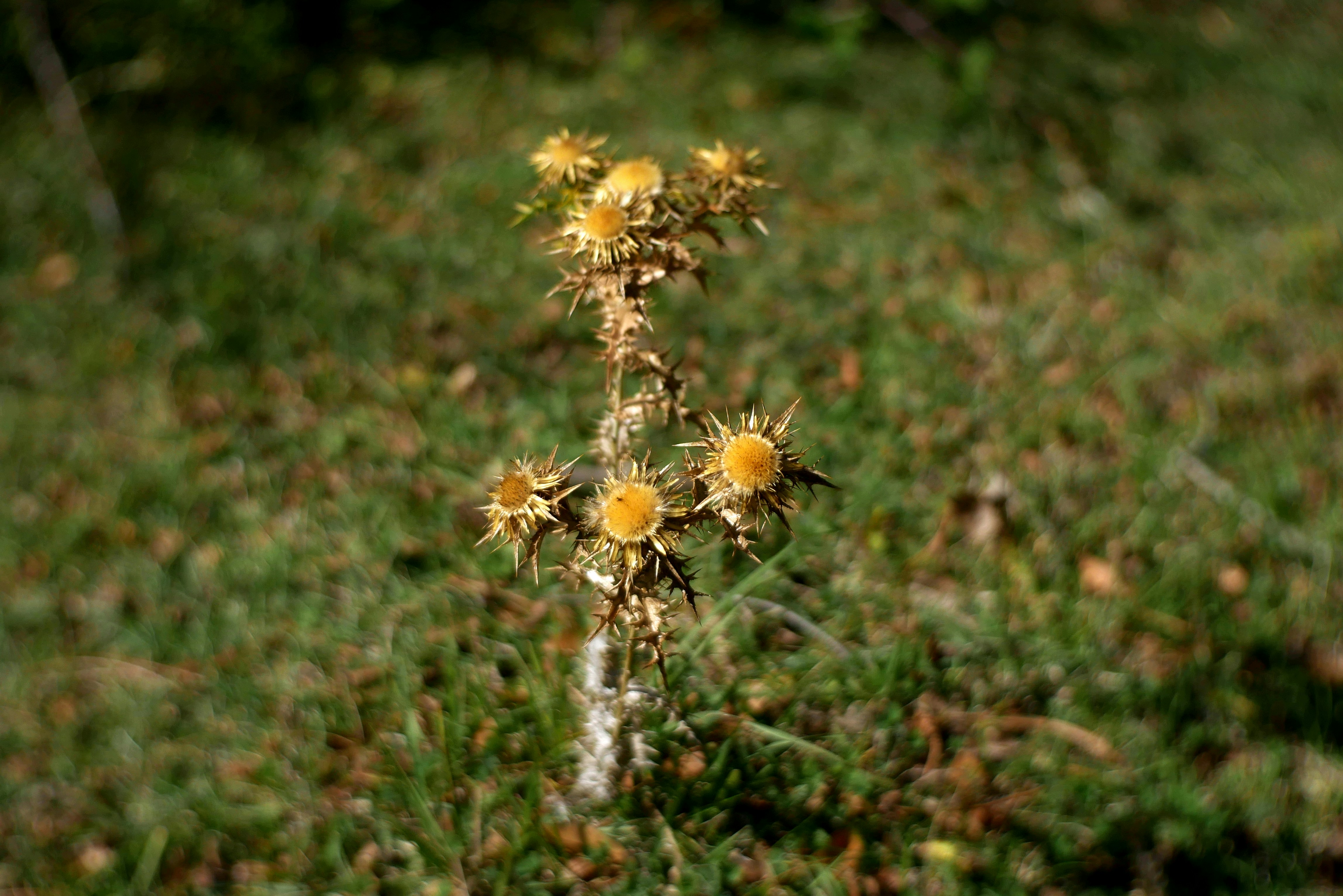 Meadow Solitude: Yellow Bloom on a Weathered Stem