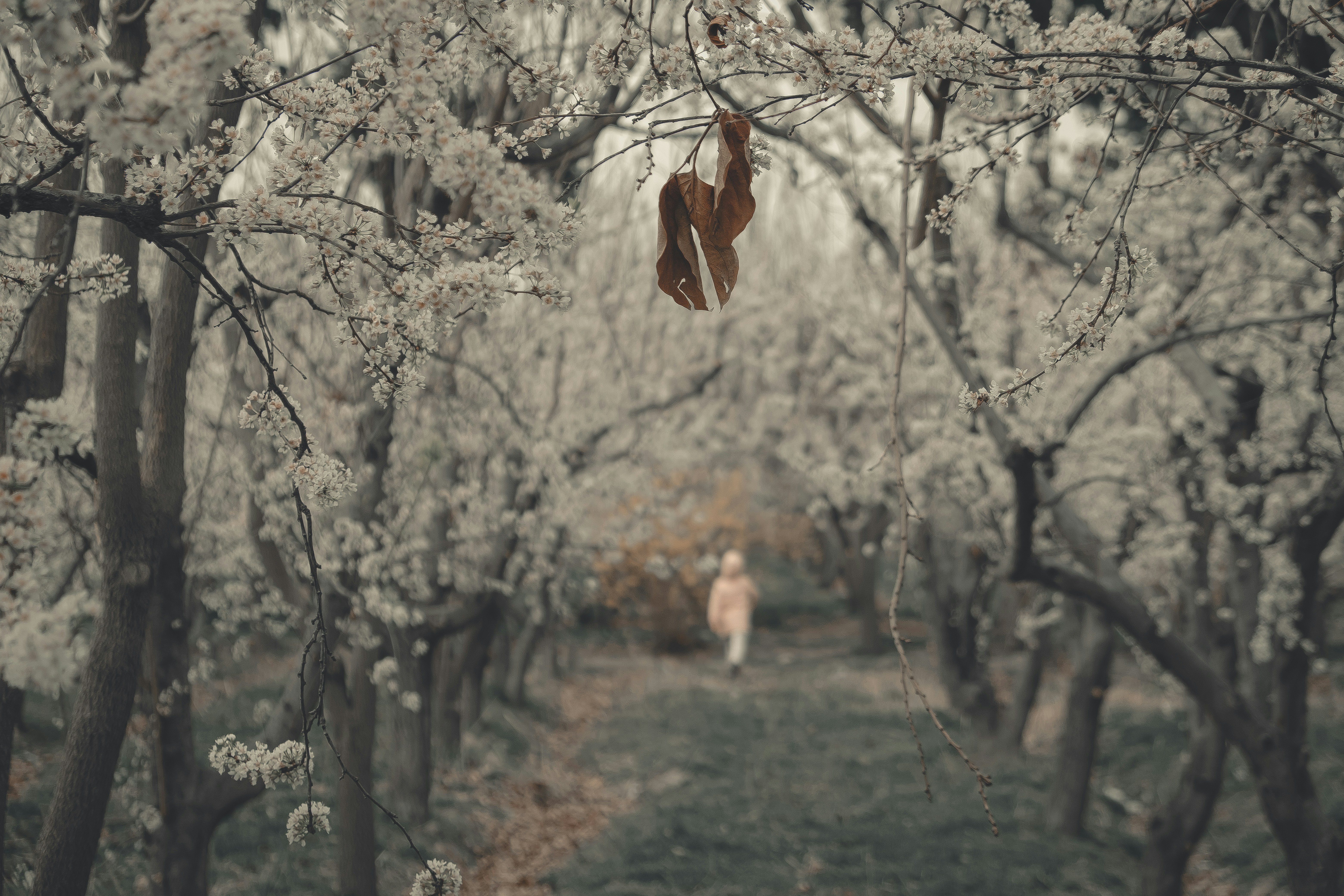 Photo by Sajad Nori with Fujifilm X-T30