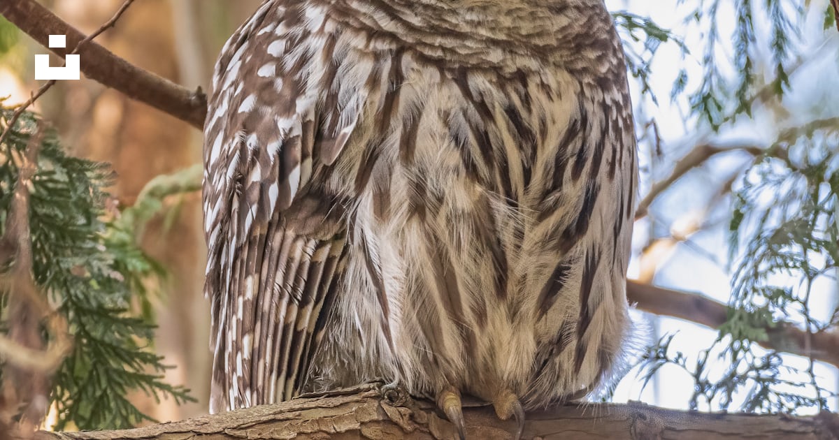 昼間は茶色の木の枝にとまる茶色のフクロウの写真 Unsplashの無料鳥写真