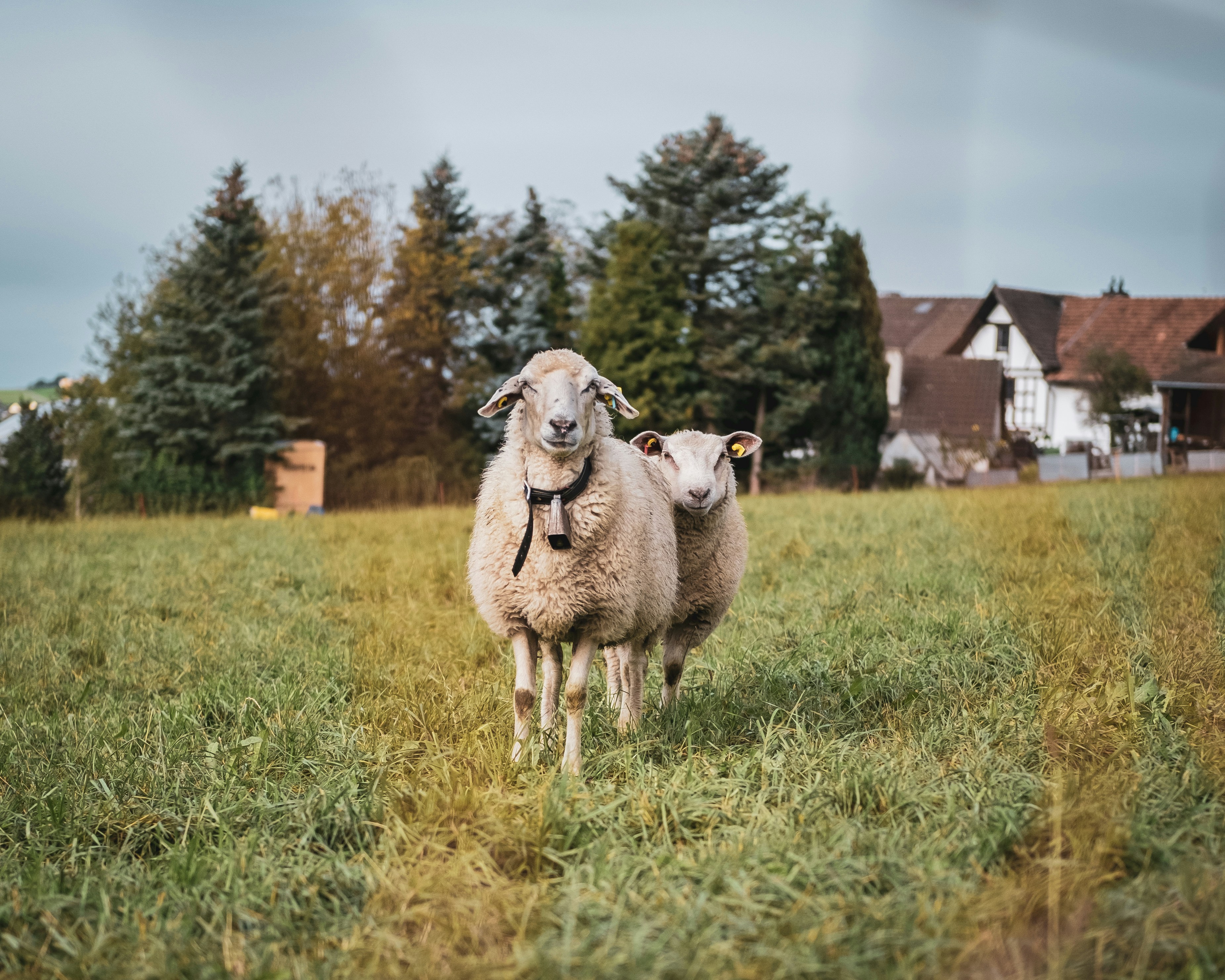 Two sheep standing in a lush green field, with a quaint farmhouse in the background. The scene captures rural tranquility.