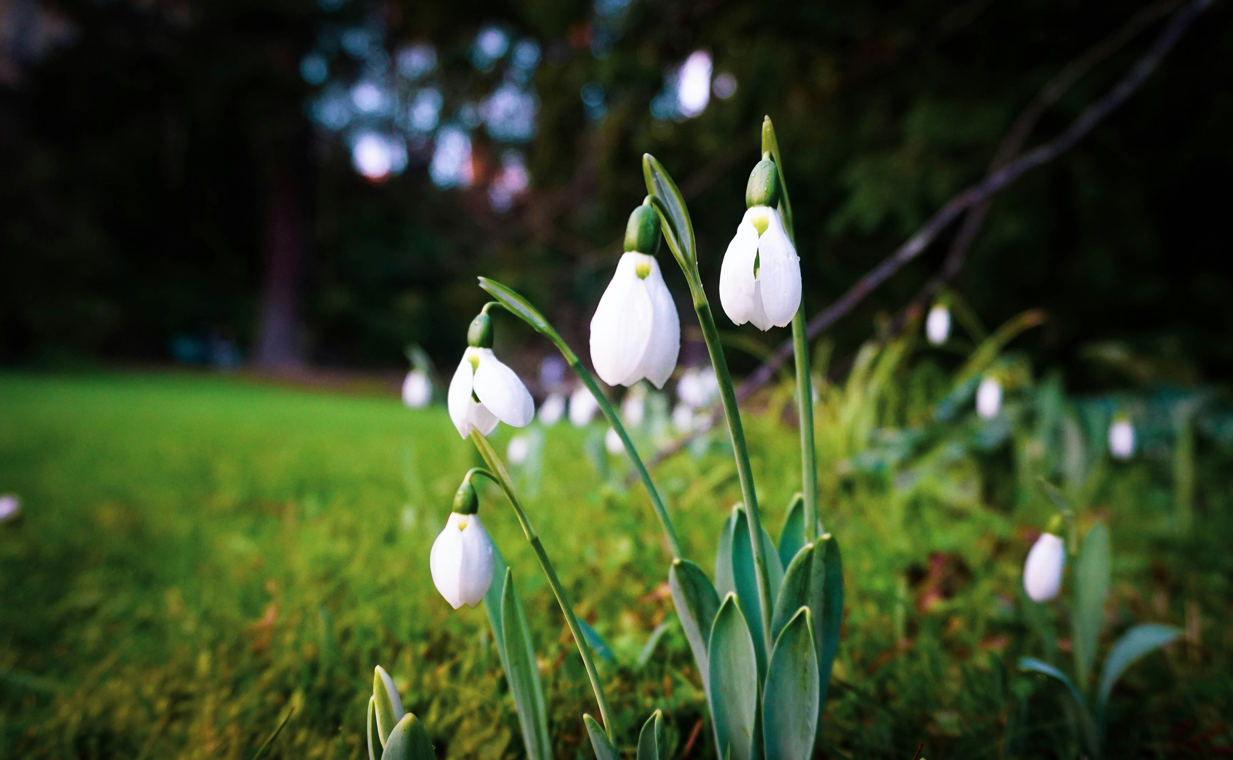 Whispers of Spring: Snowdrops in Focus