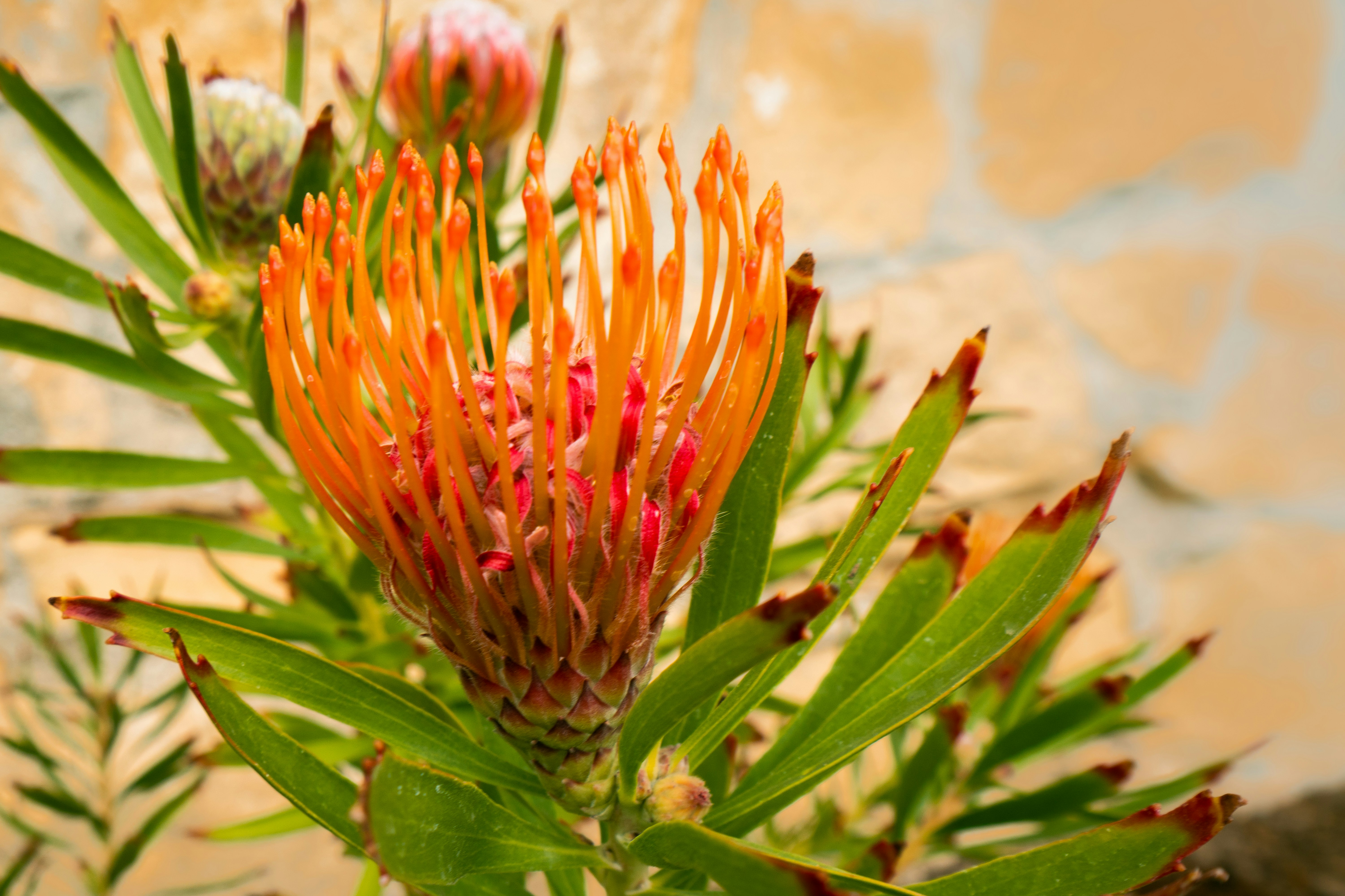 Protea Crown in Focus: Fiery Orange Spikes Against a Sun-Warmed Wall