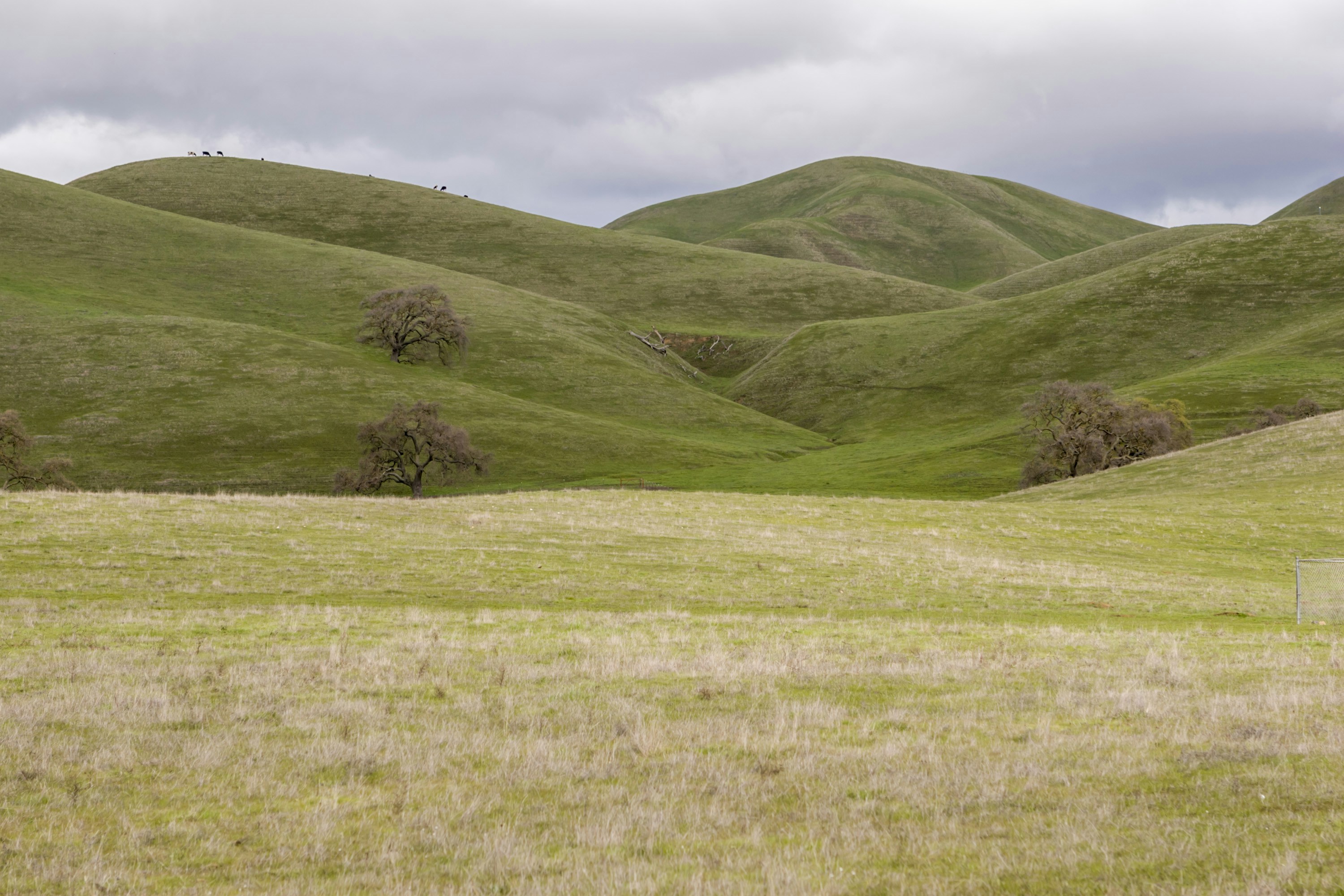 Grass Hill Pictures | Download Free Images on Unsplash