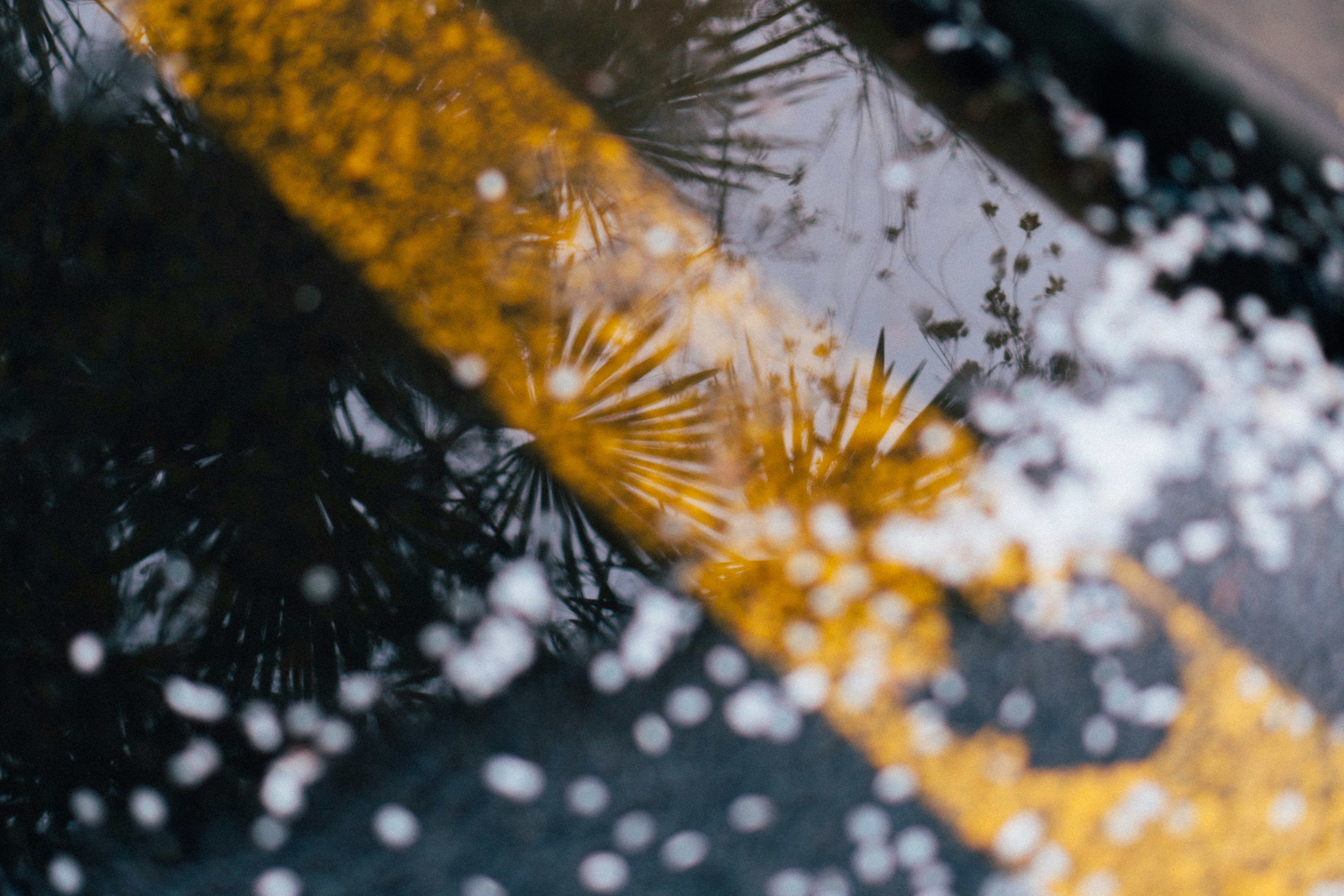 Golden Pine Radiance on a Snow-Speckled Water Mirror