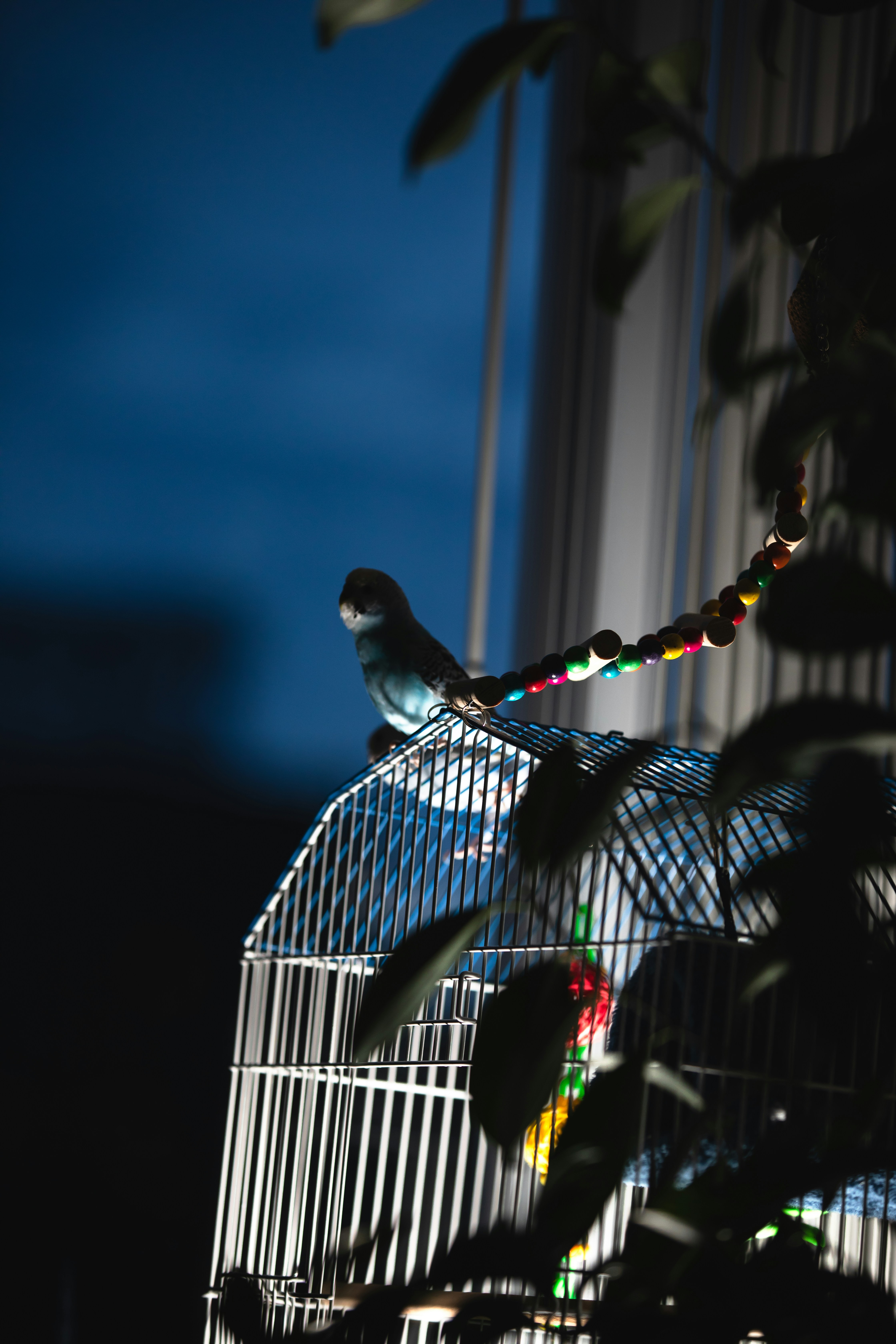 Blue Parrot on a Keychain Arc Above a Cage