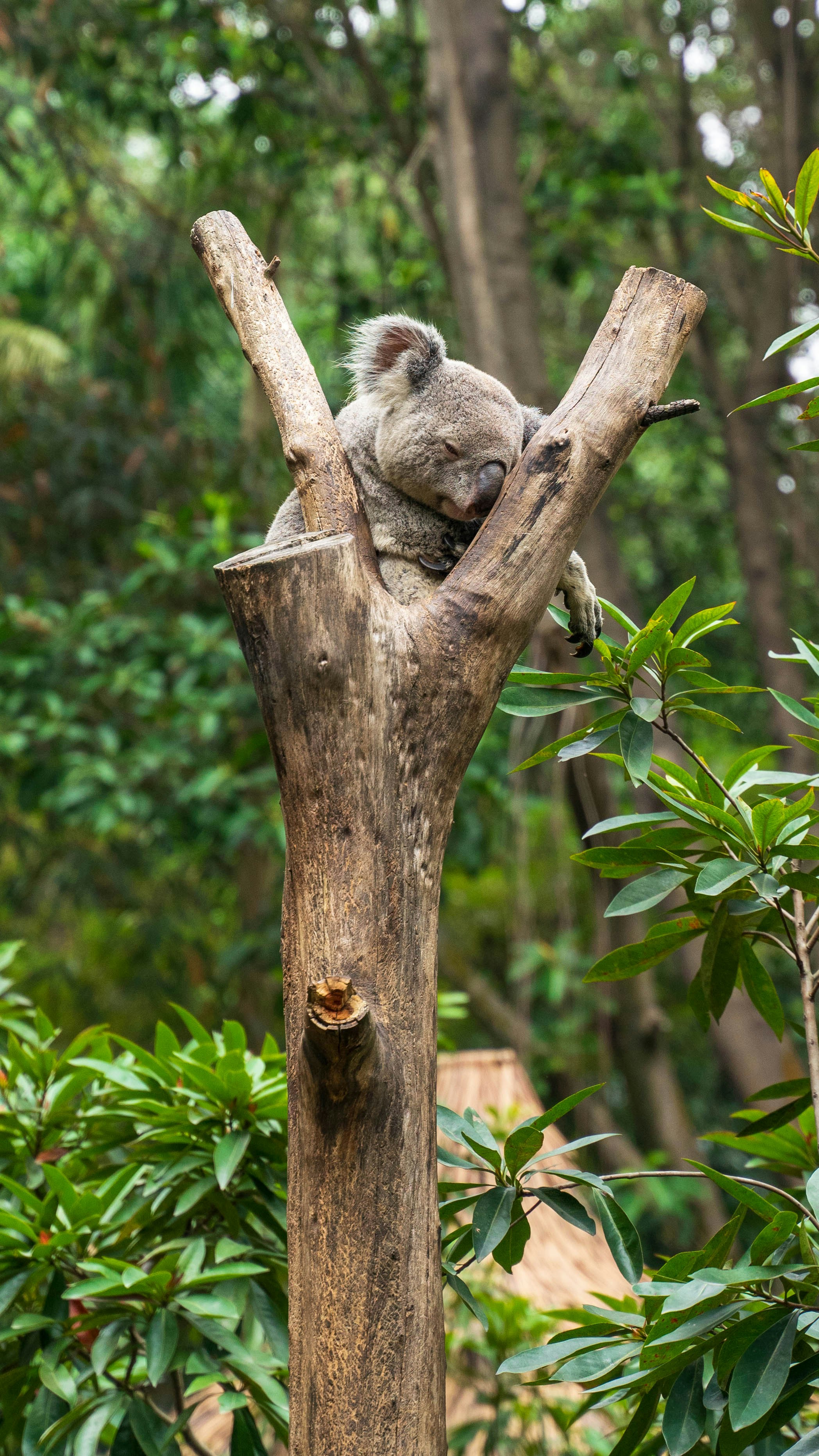 A koala peacefully sleeping in the crook of a tree, surrounded by lush green foliage. The scene captures the tranquility of wildlife in its natural habitat.