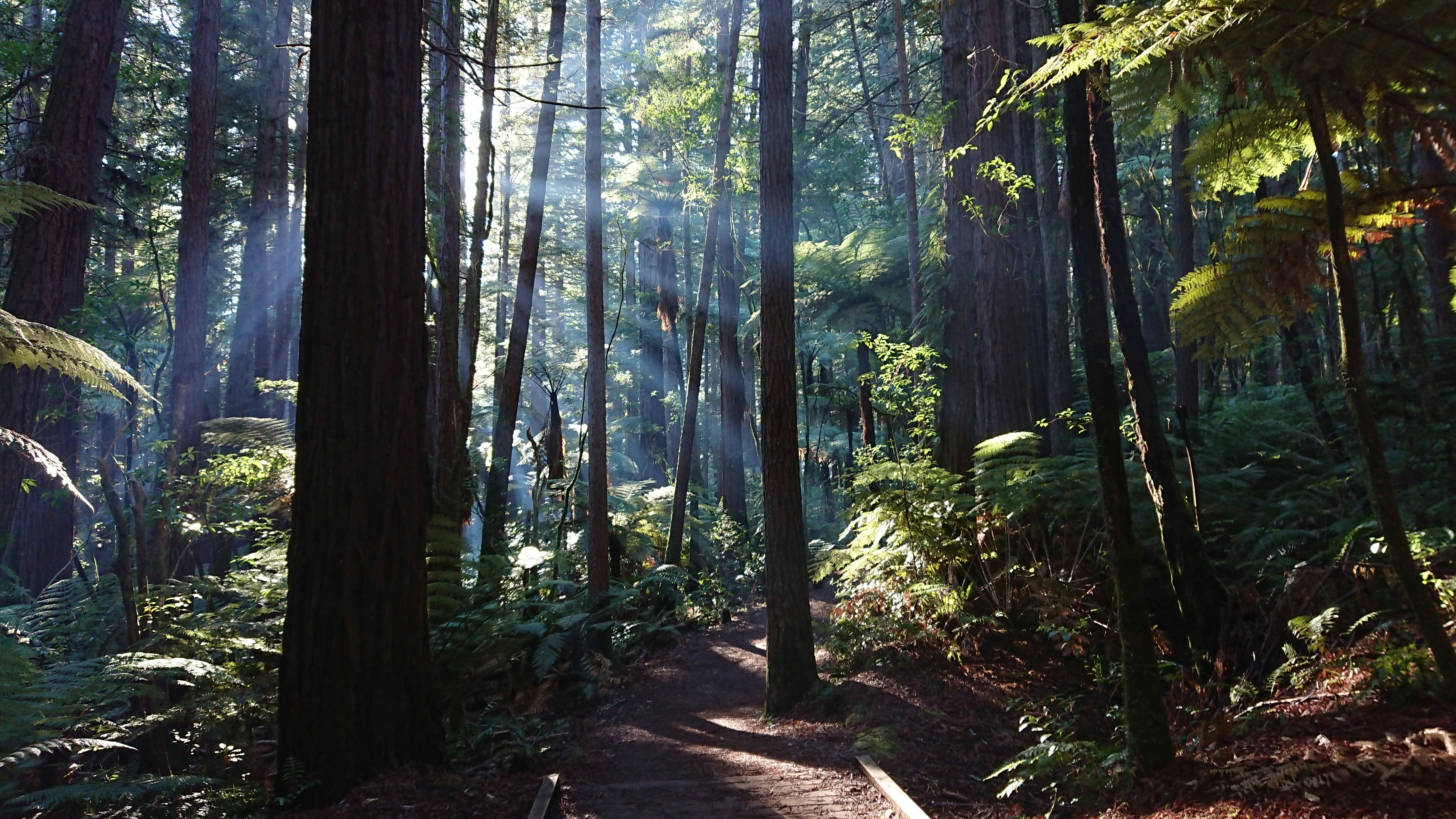Sunlight streams through towering trees in a lush forest, illuminating the misty air and vibrant foliage.