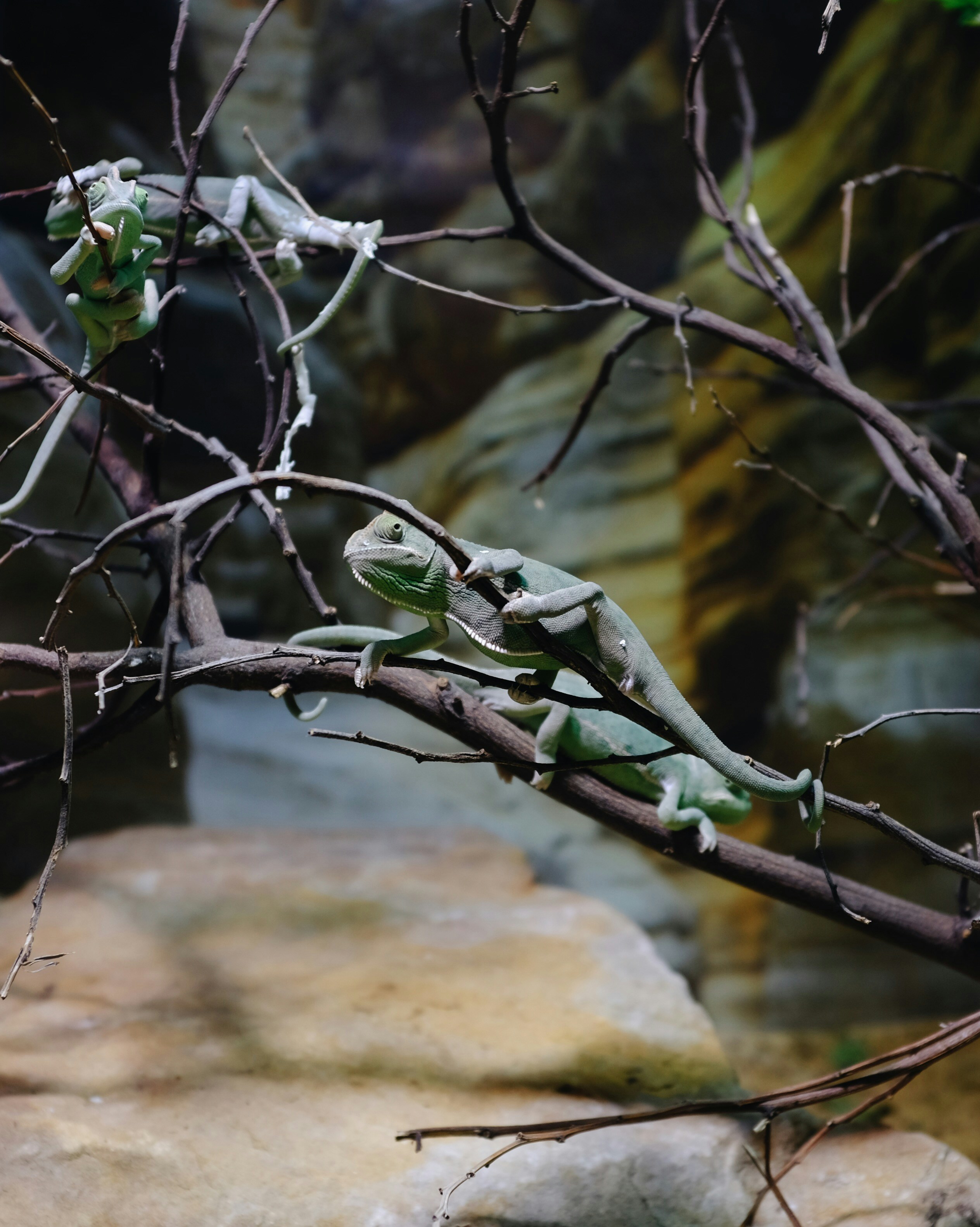 Two green lizards perched on intertwining branches, surrounded by a naturalistic backdrop of rocks and foliage.
