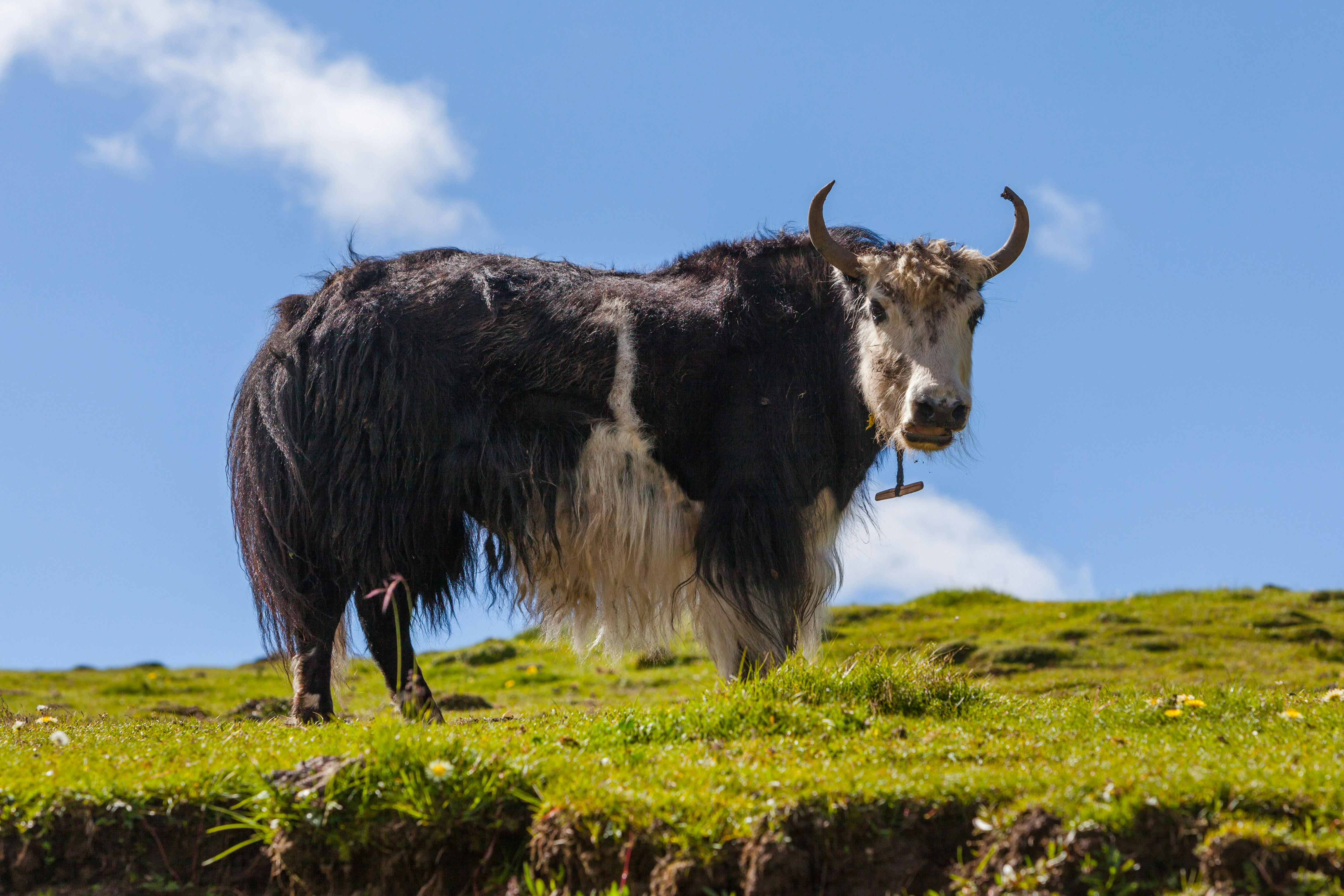 30k+ Yak Pictures | Download Free Images on Unsplash