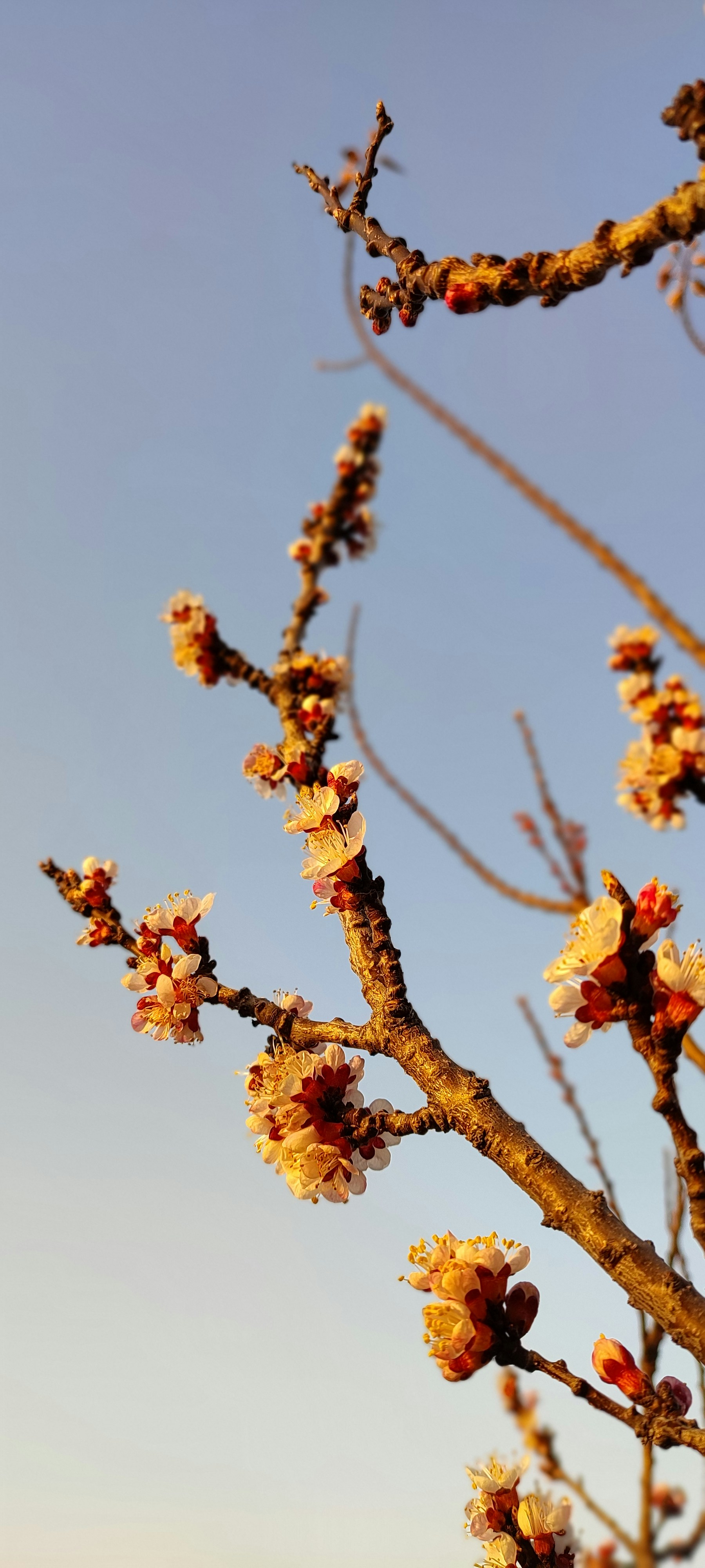 Close-up of almond blossoms along rugged branches bathed in warm sunlight against a clear blue sky.