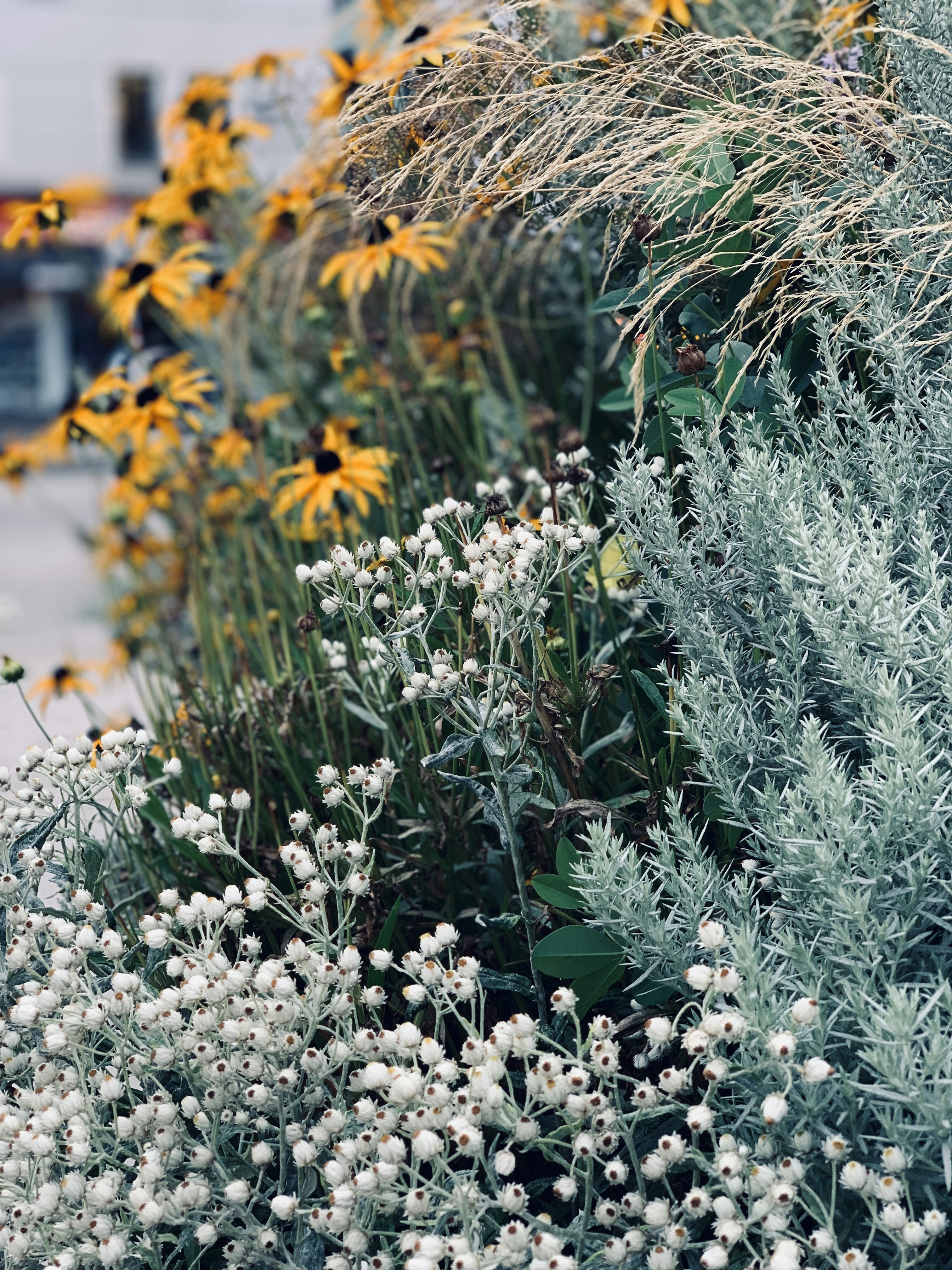 Vibrant yellow flowers contrast with delicate white blooms and lush green foliage, creating a rich tapestry of colors and textures in a garden setting.