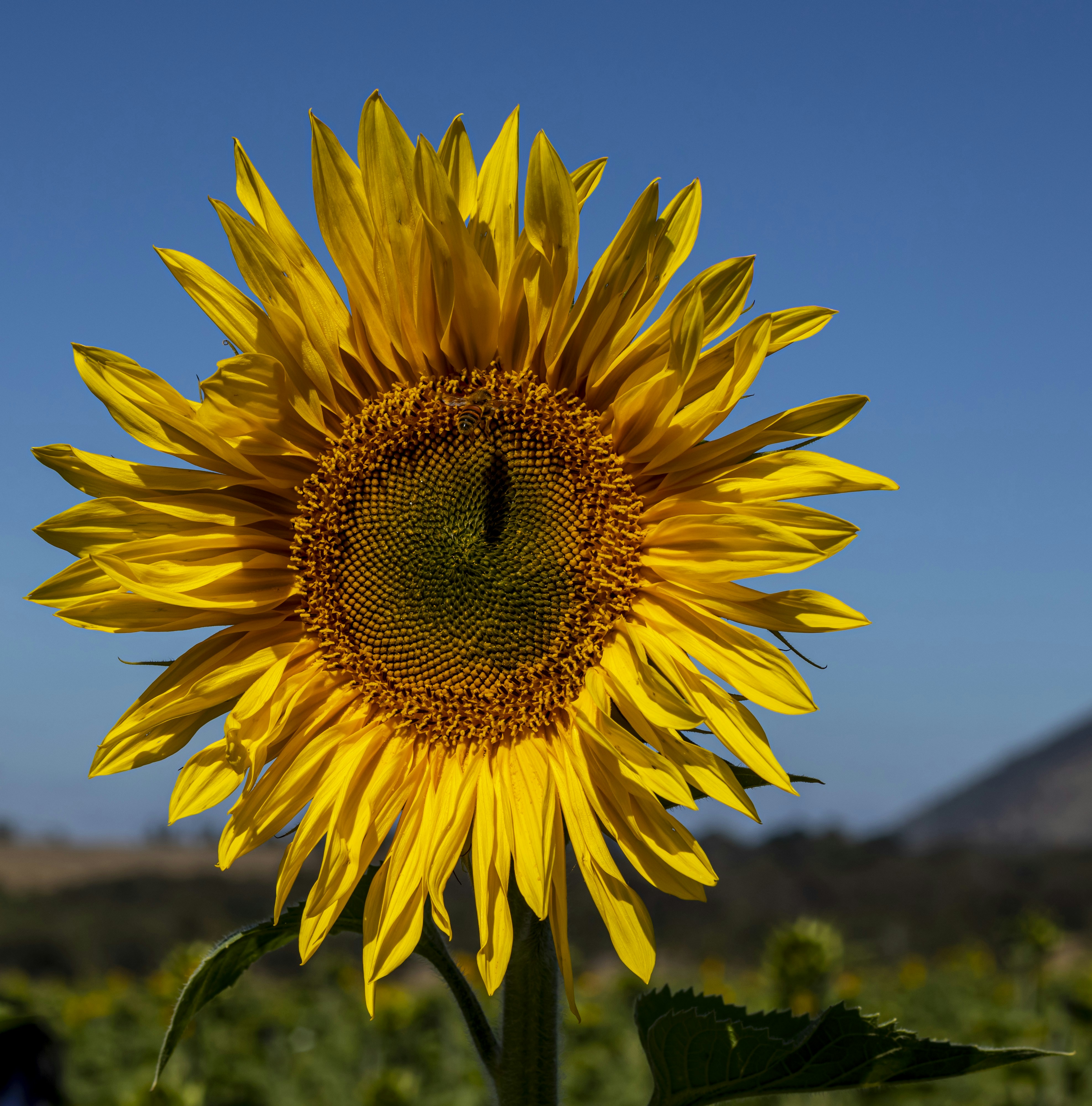 The Golden Pulse: A Close-Up Sunflower Reaches Toward a Wide Blue Sky