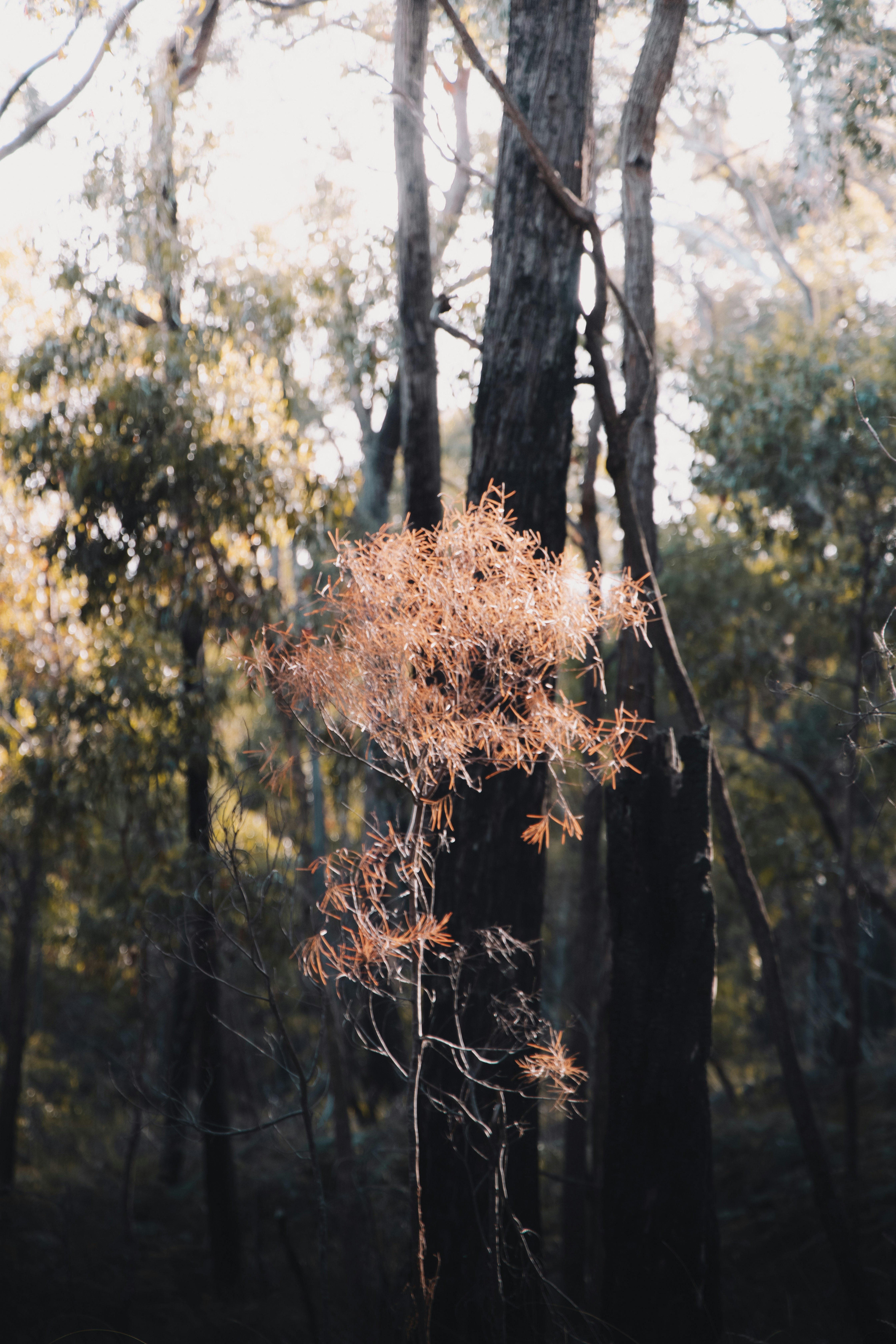 Gum Tree Pictures | Download Free Images on Unsplash