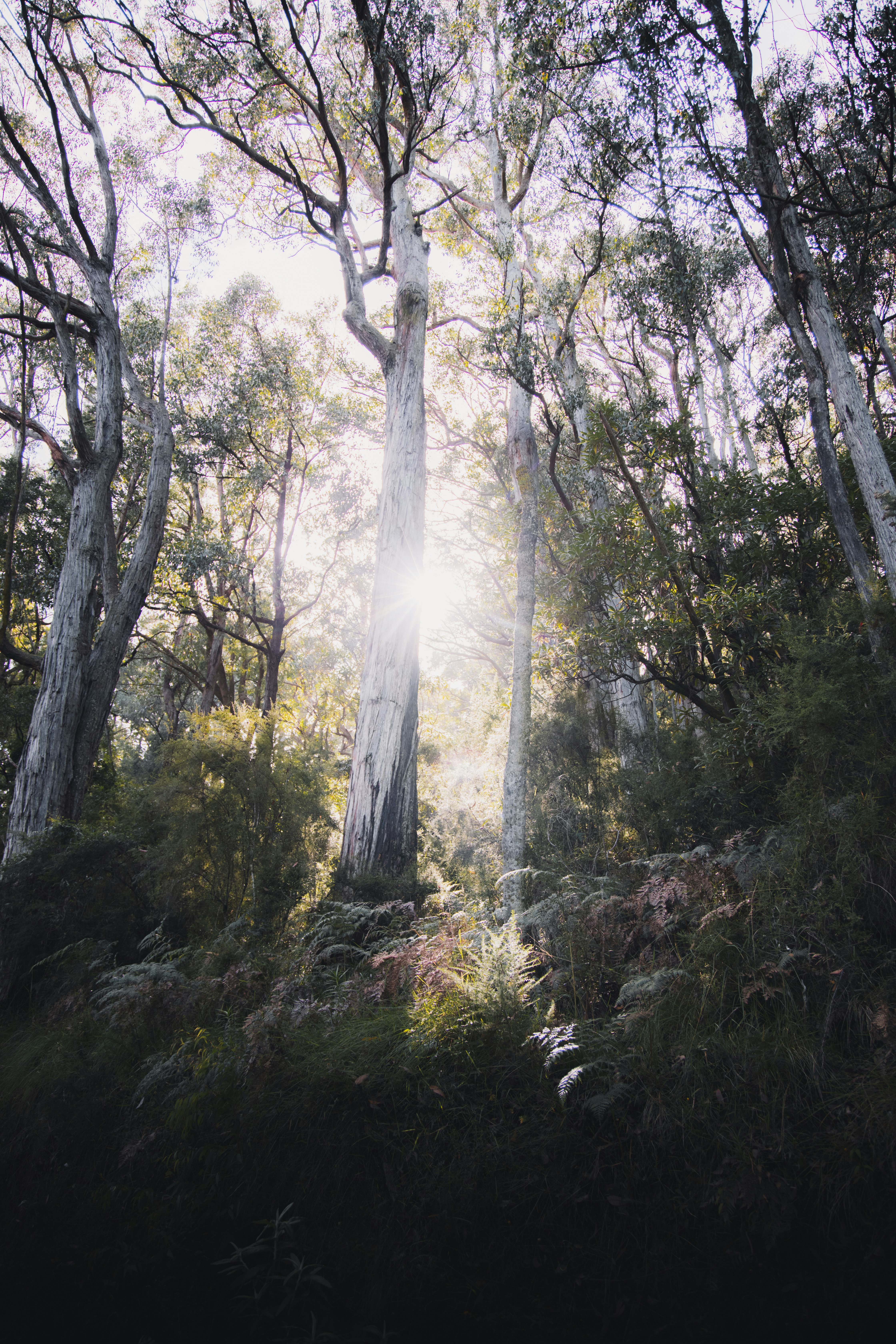 Sunlight filtering through towering eucalyptus trees in a serene forest setting, highlighting lush greenery and subtle ferns.