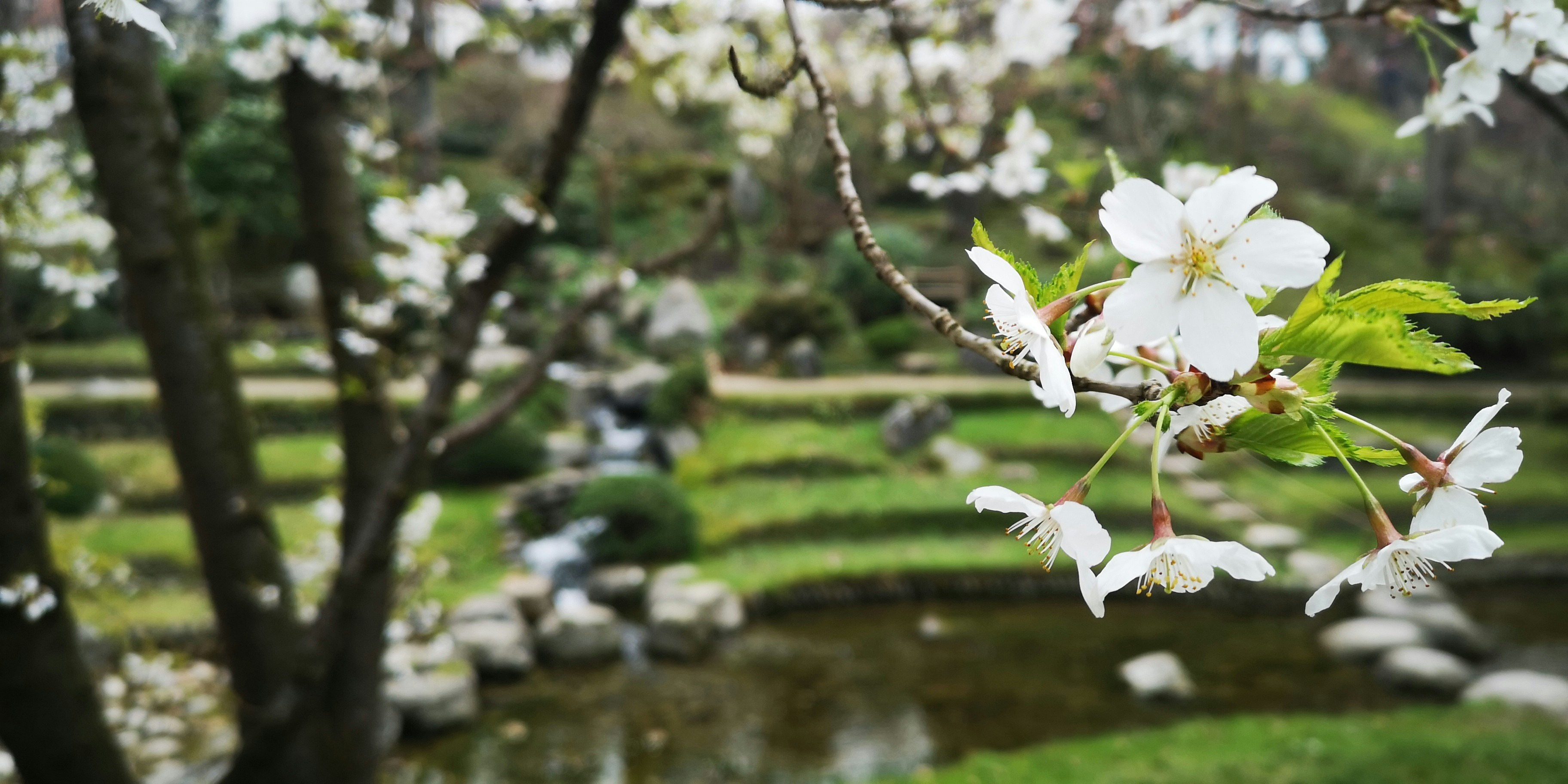 White blossoms with green leaves in focus against a blurred garden landscape.