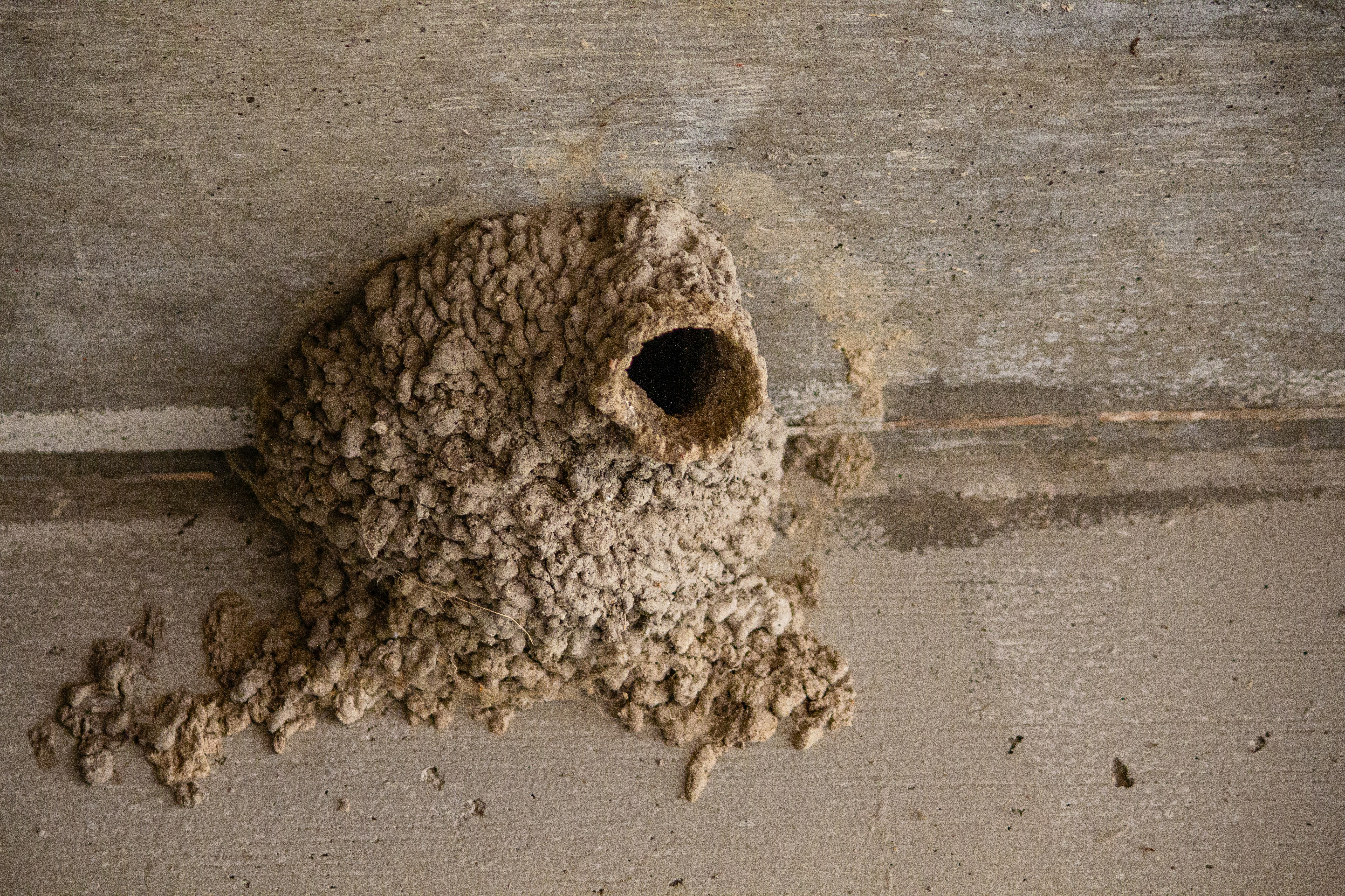 Intricate bird's nest crafted from natural materials, showcasing fine textures against a rustic background.