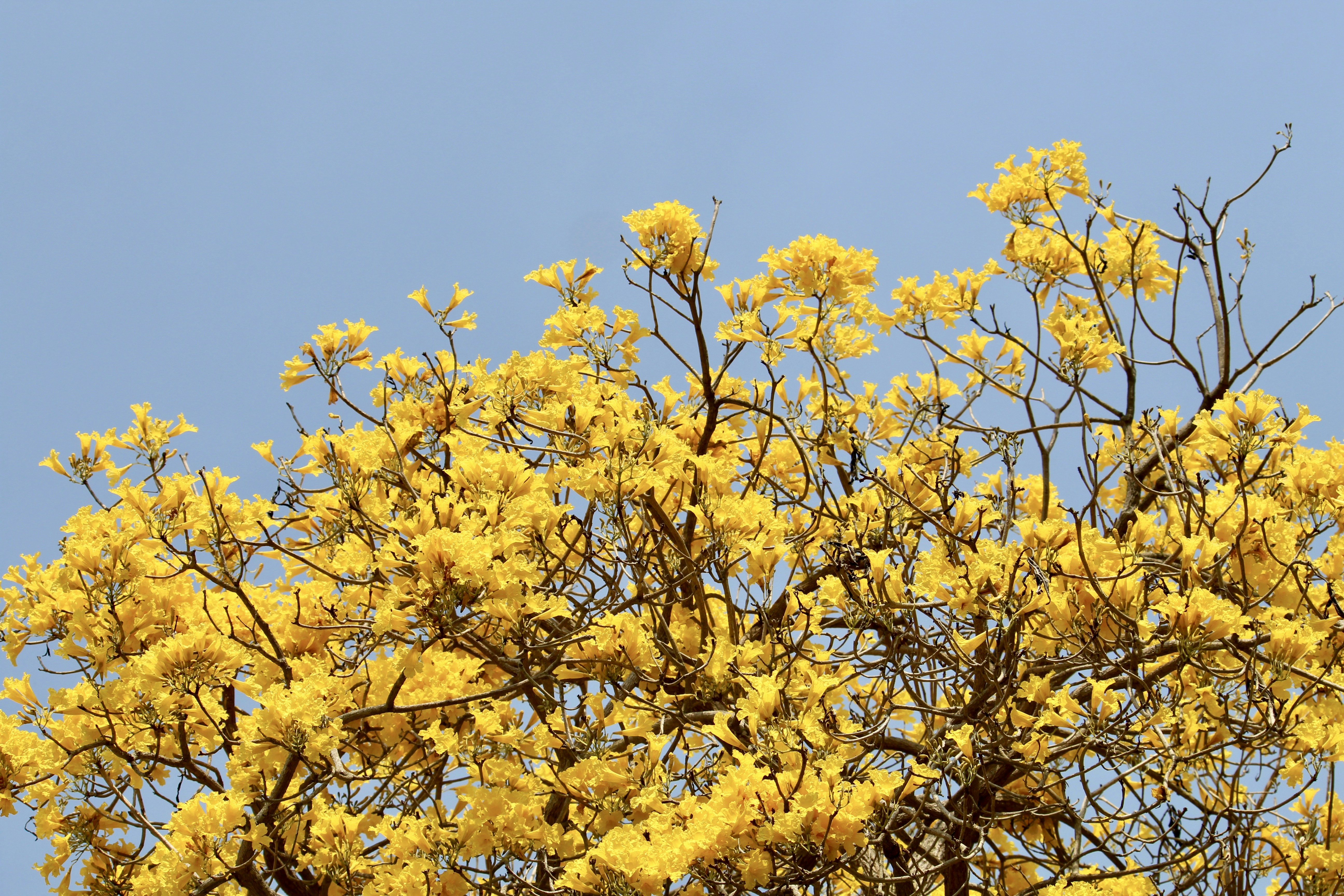 Vibrant yellow flowers bloom on a tree, contrasting beautifully with the clear blue sky above.