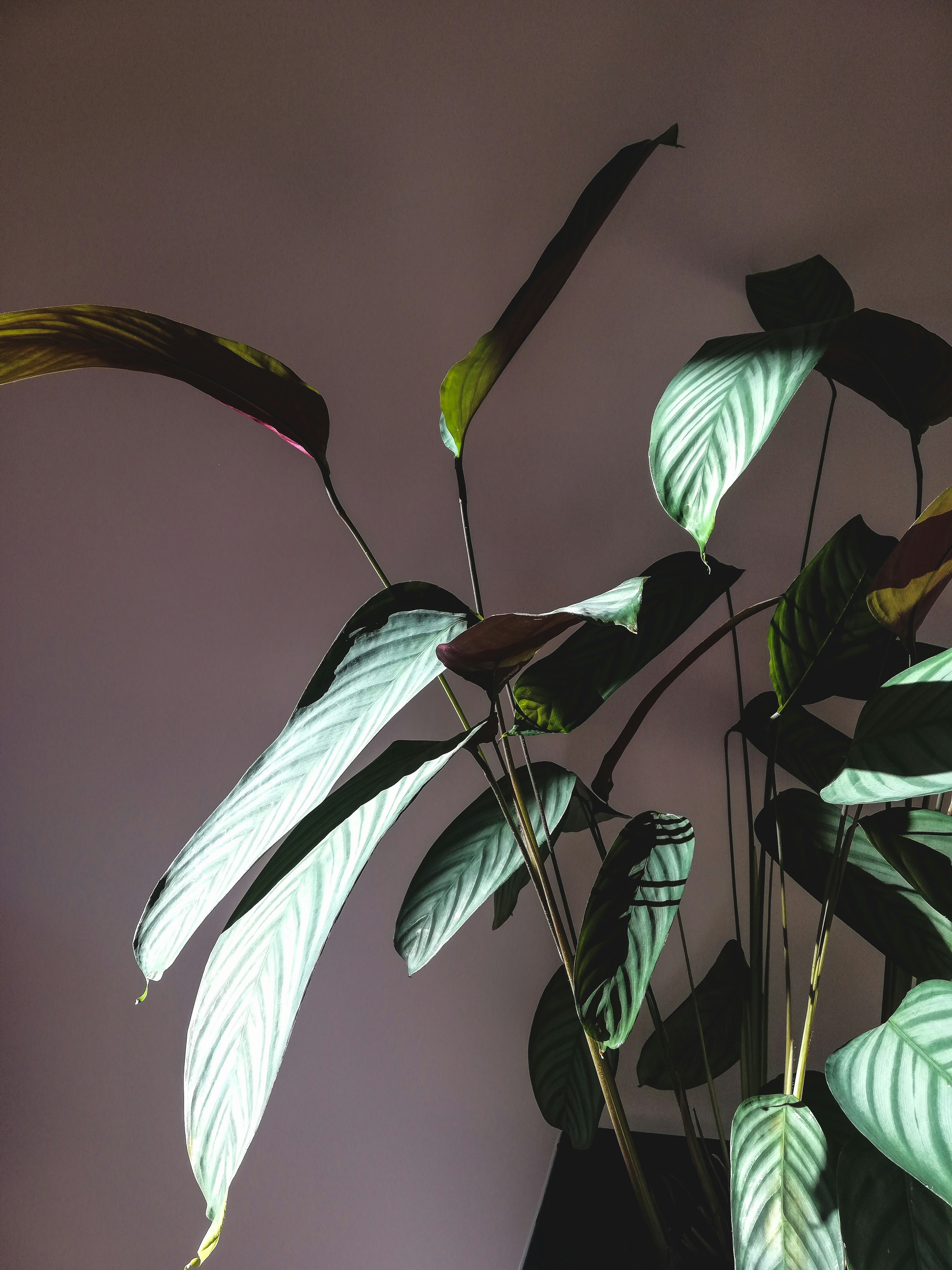 Close-up of an indoor plant with backlit leaves against a muted violet wall. The shot emphasizes texture, light play, and the plant's silhouette.
