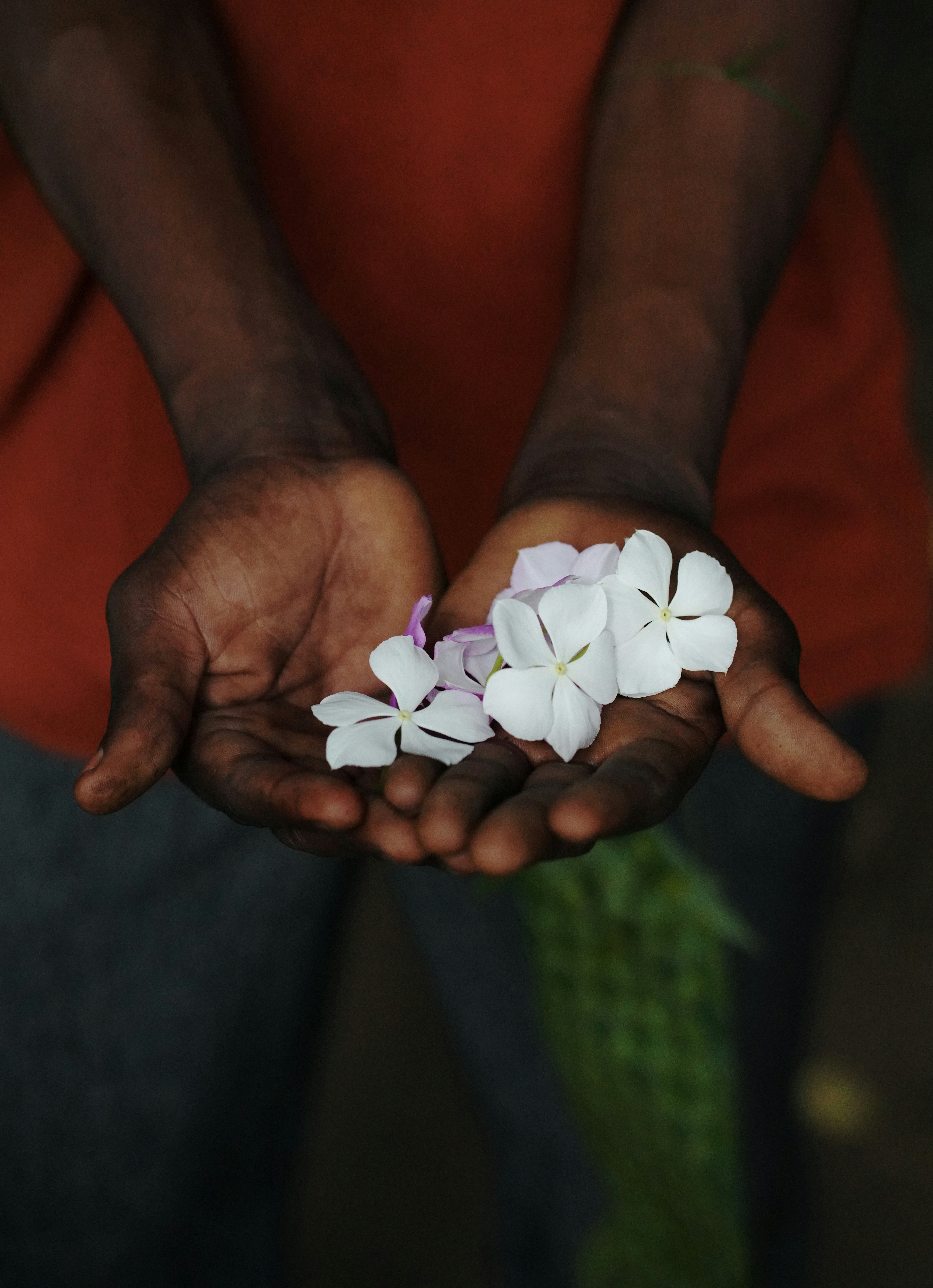 Two hands gently cradling delicate white and purple flowers, symbolizing care and connection to nature.