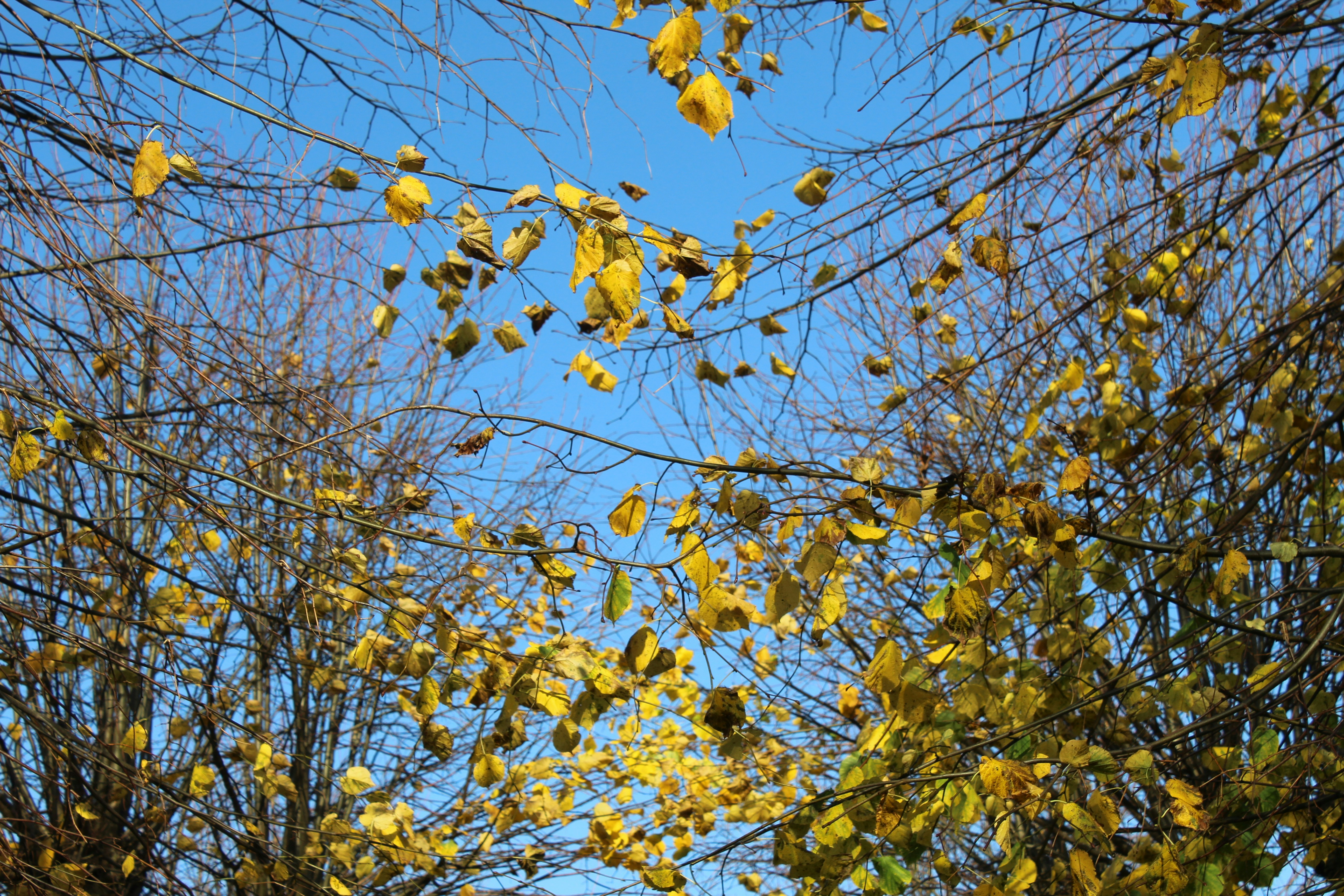 Gold-Threaded Canopy Against a Cobalt Sky