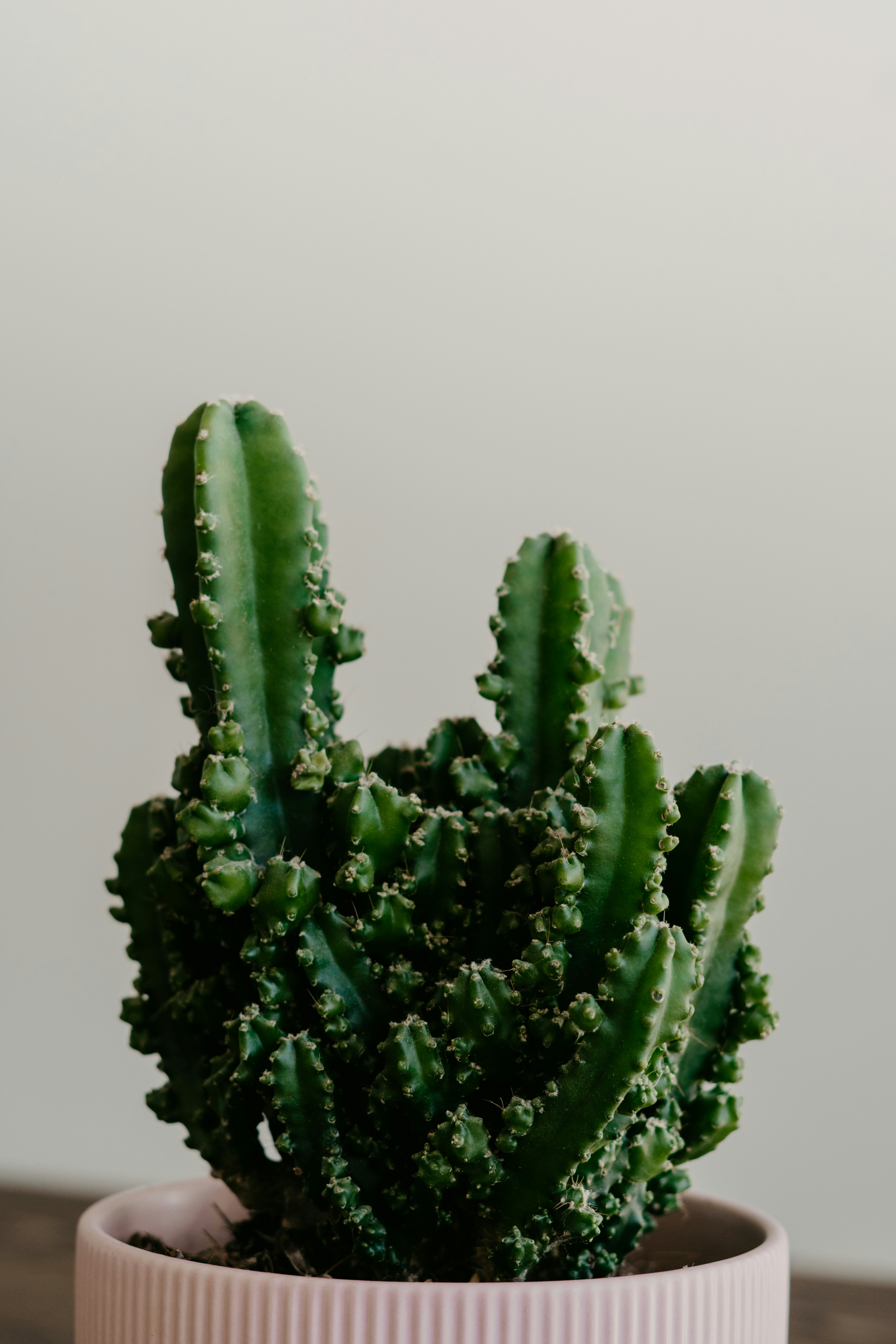 A lush green cactus with unique spiky textures, thriving in a soft pink pot against a neutral backdrop.