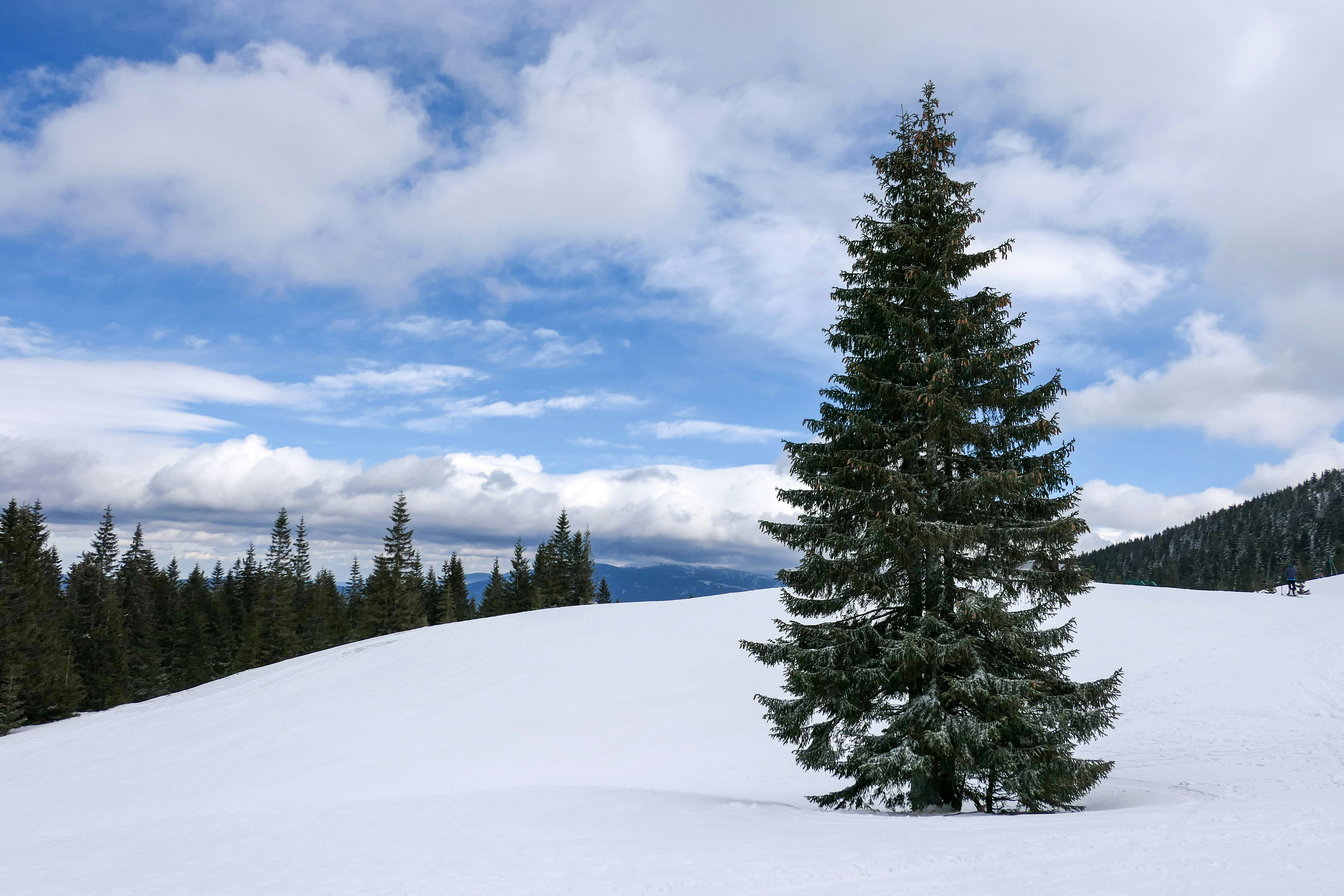 Mountain Trees Landscape Photography