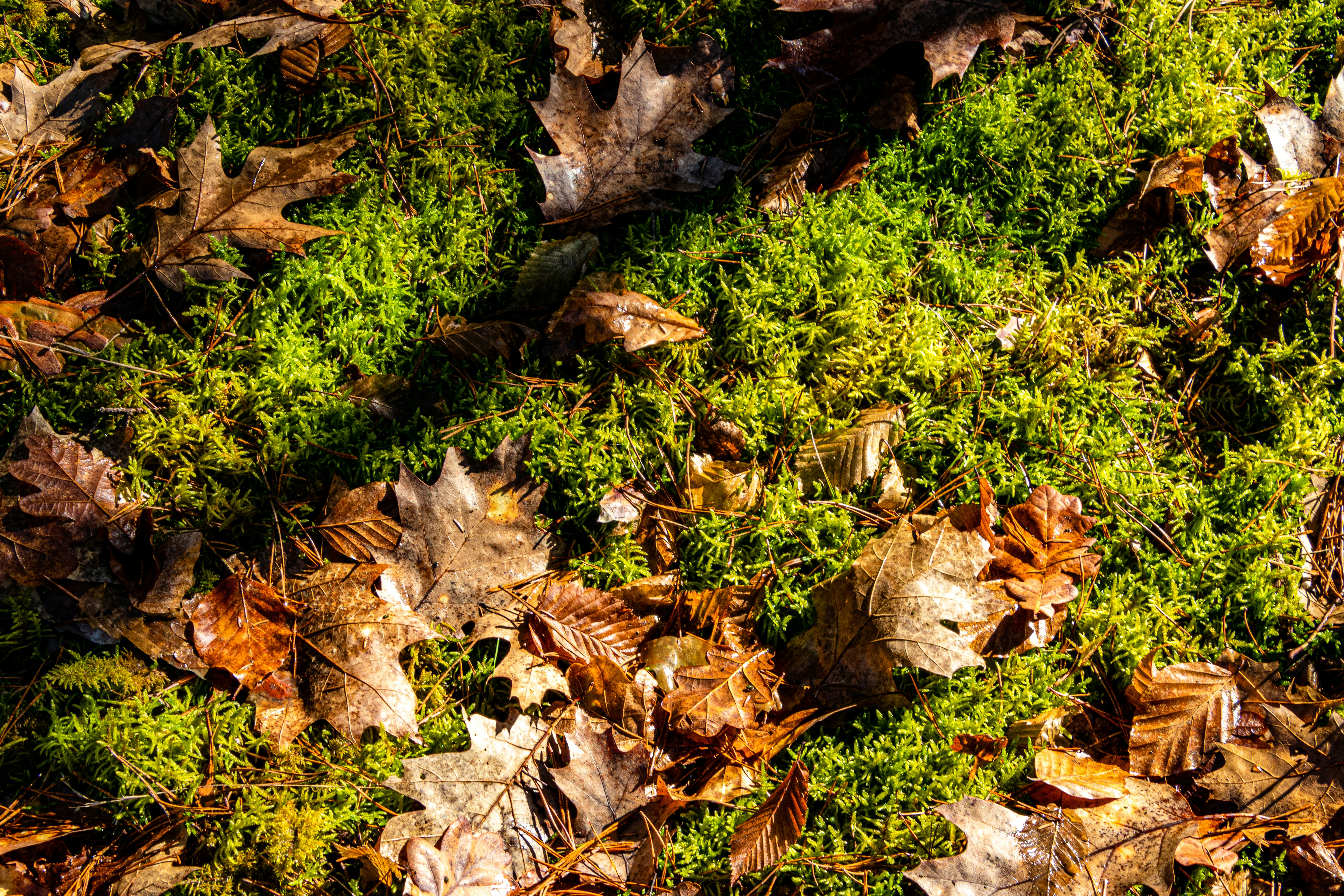 Mossy forest floor on a sunny morning in early spring.
 | brown dried leaves on ground