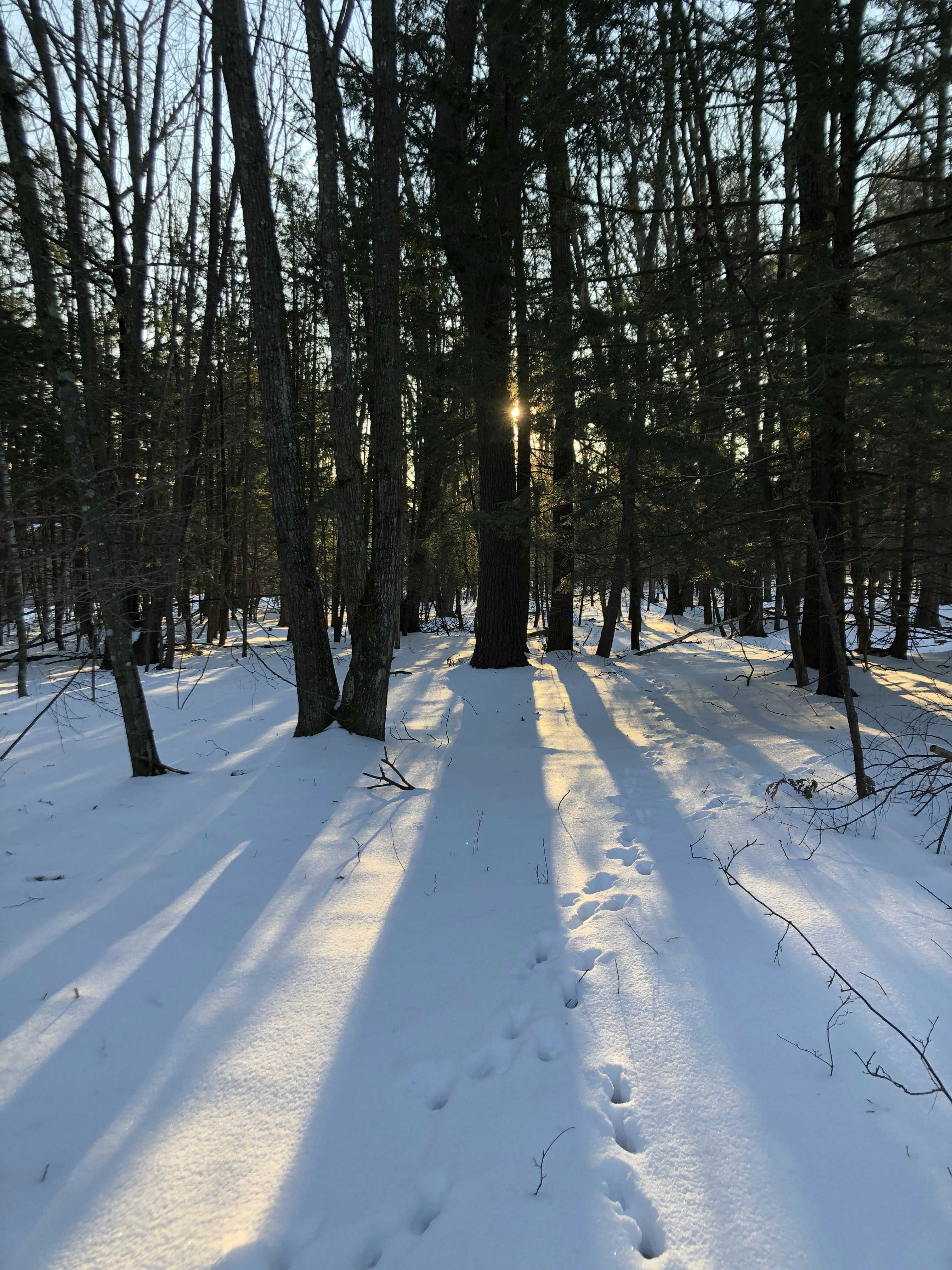 Sunlight filtering through trees casts long shadows over a snowy path in a tranquil forest setting.