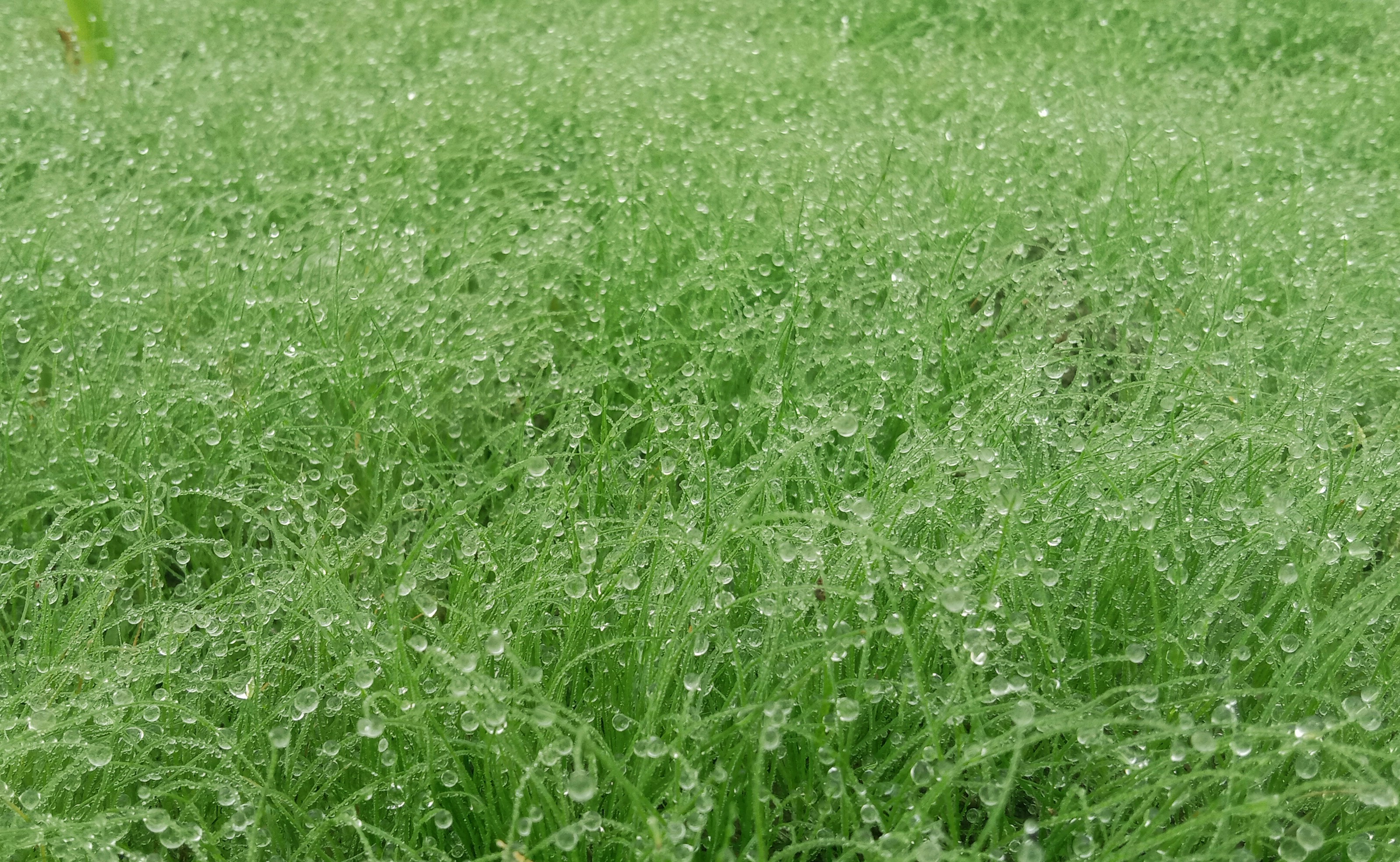 Sample photo from Vivo Y91i