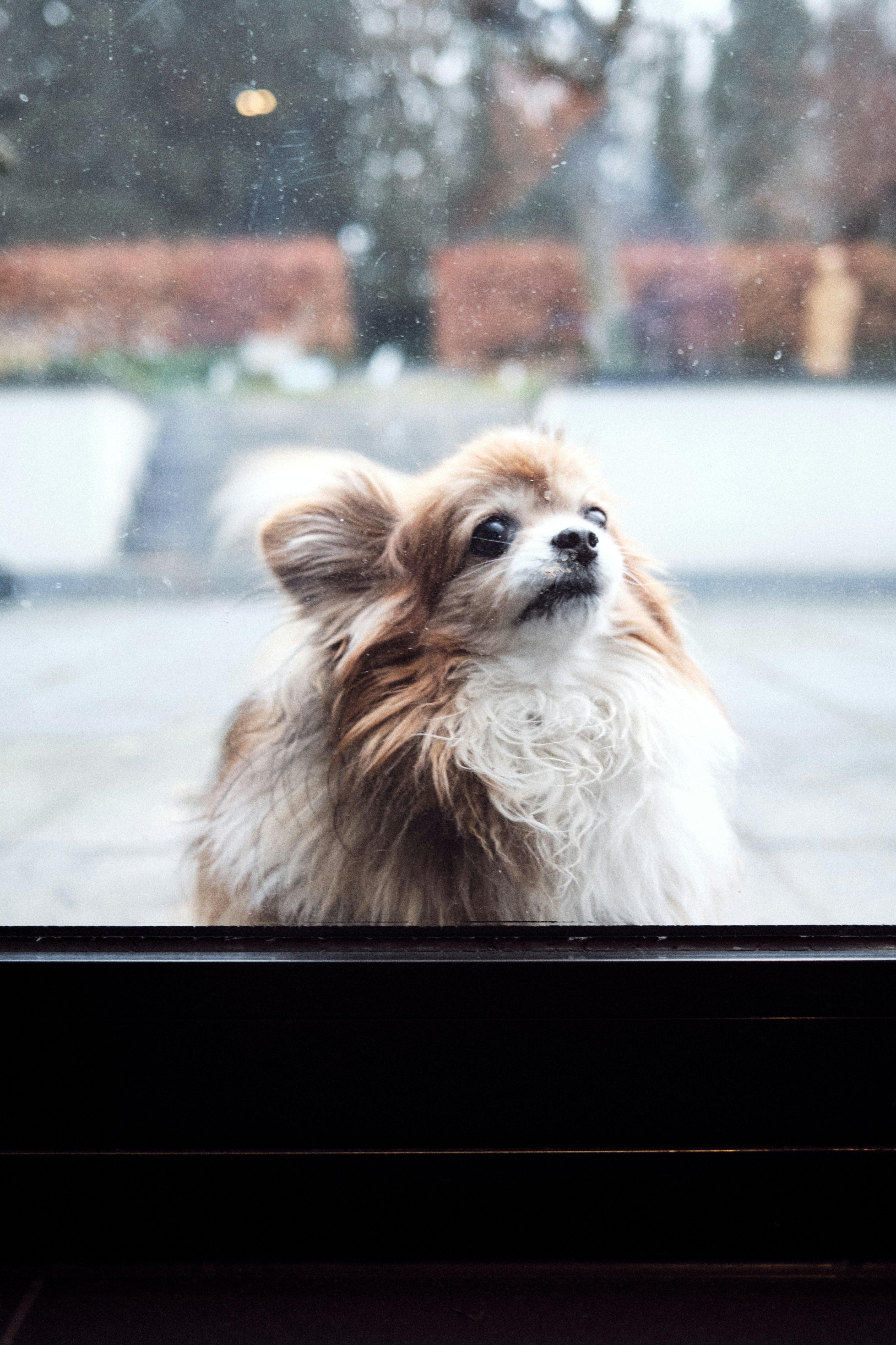 Curious Chihuahua at the Glass Door