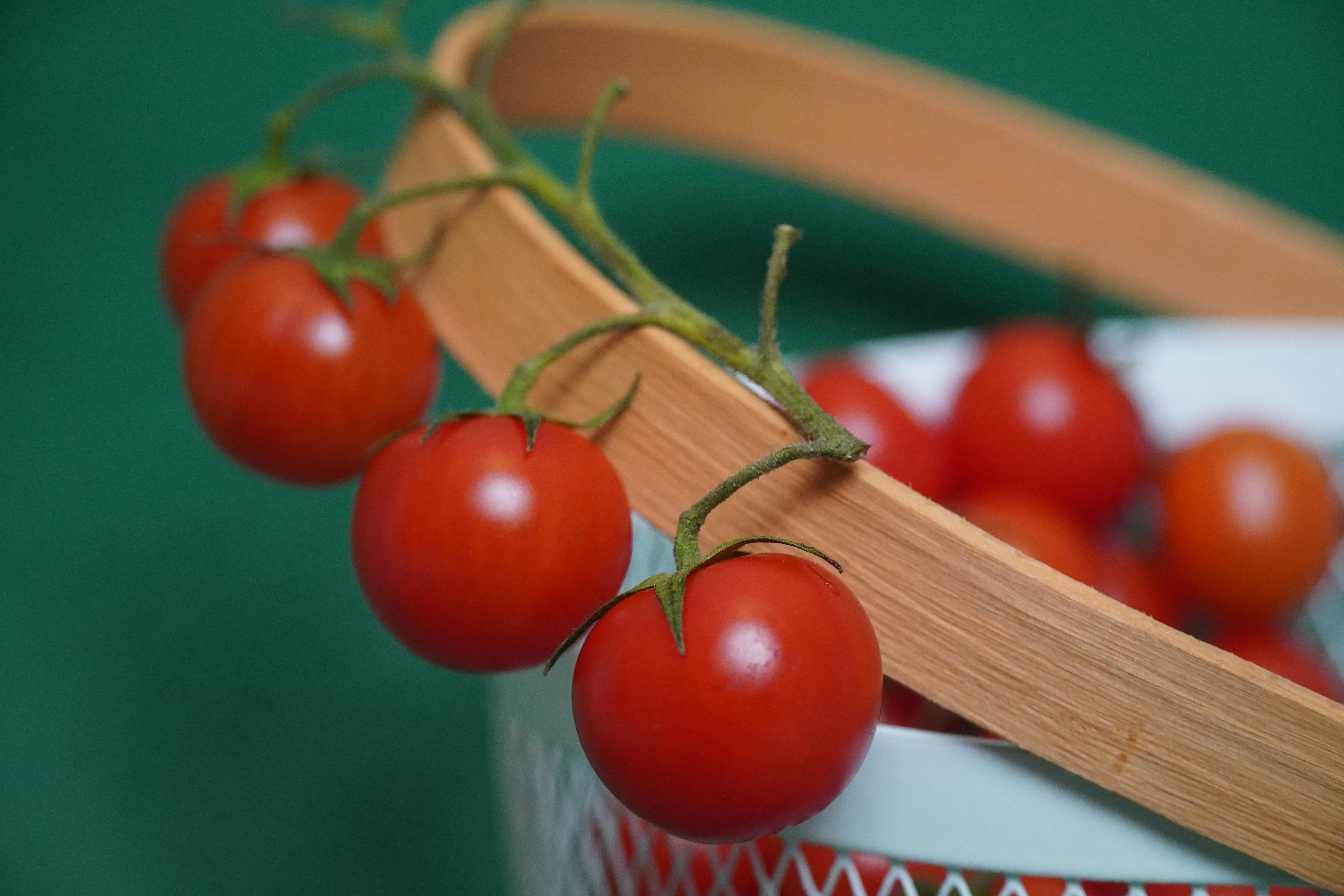Harvested Delight: A Bounty of Cherry Tomatoes