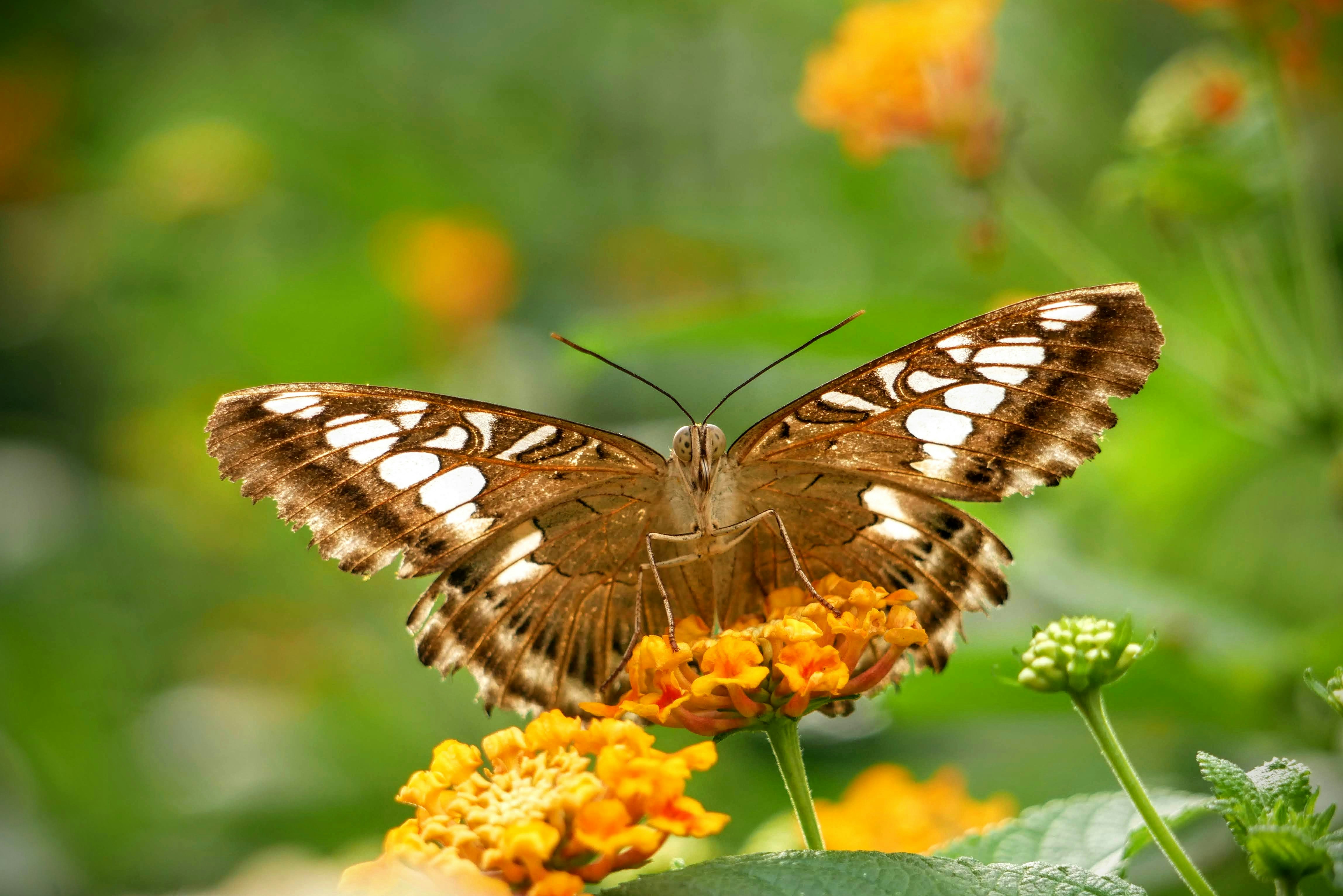 Photograph of a brown butterfly with white markings resting on golden orange zinnias against a soft green background.