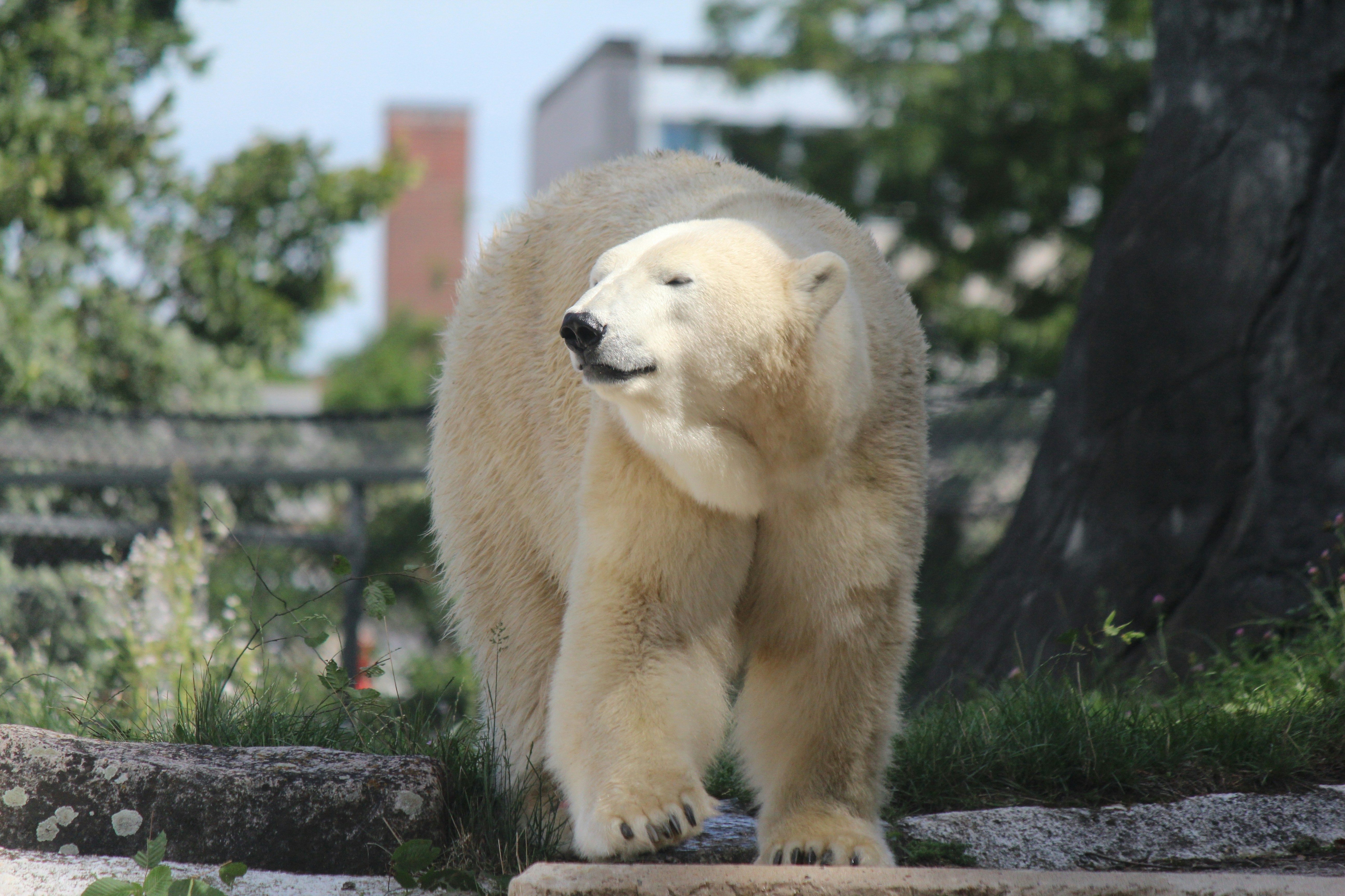 Sunlit Pause on a Weathered Platform: Polar Bear in a Tranquil Enclosure