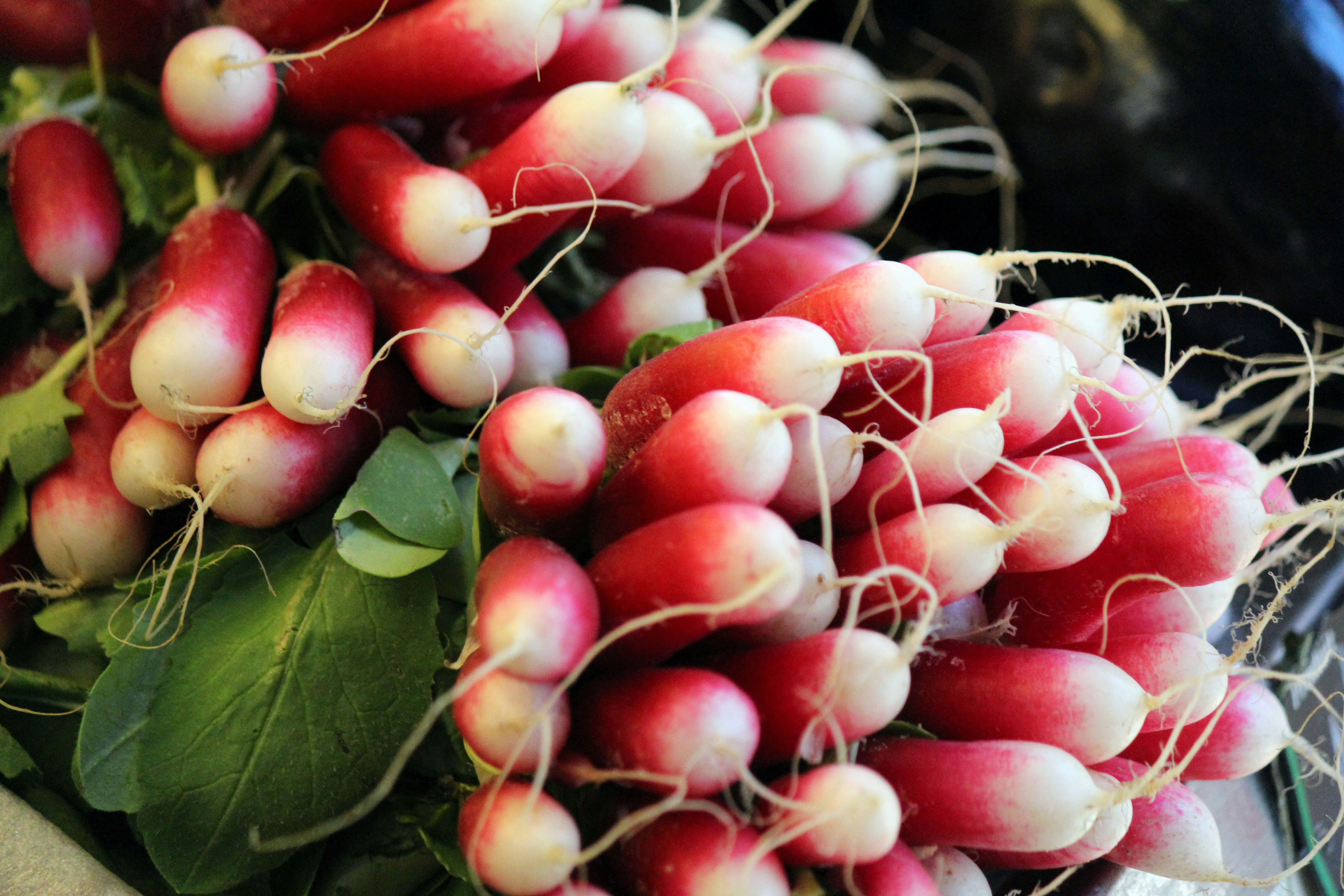 Bunched pink radicles: a close encounter with a bouquet of pink-tipped roots