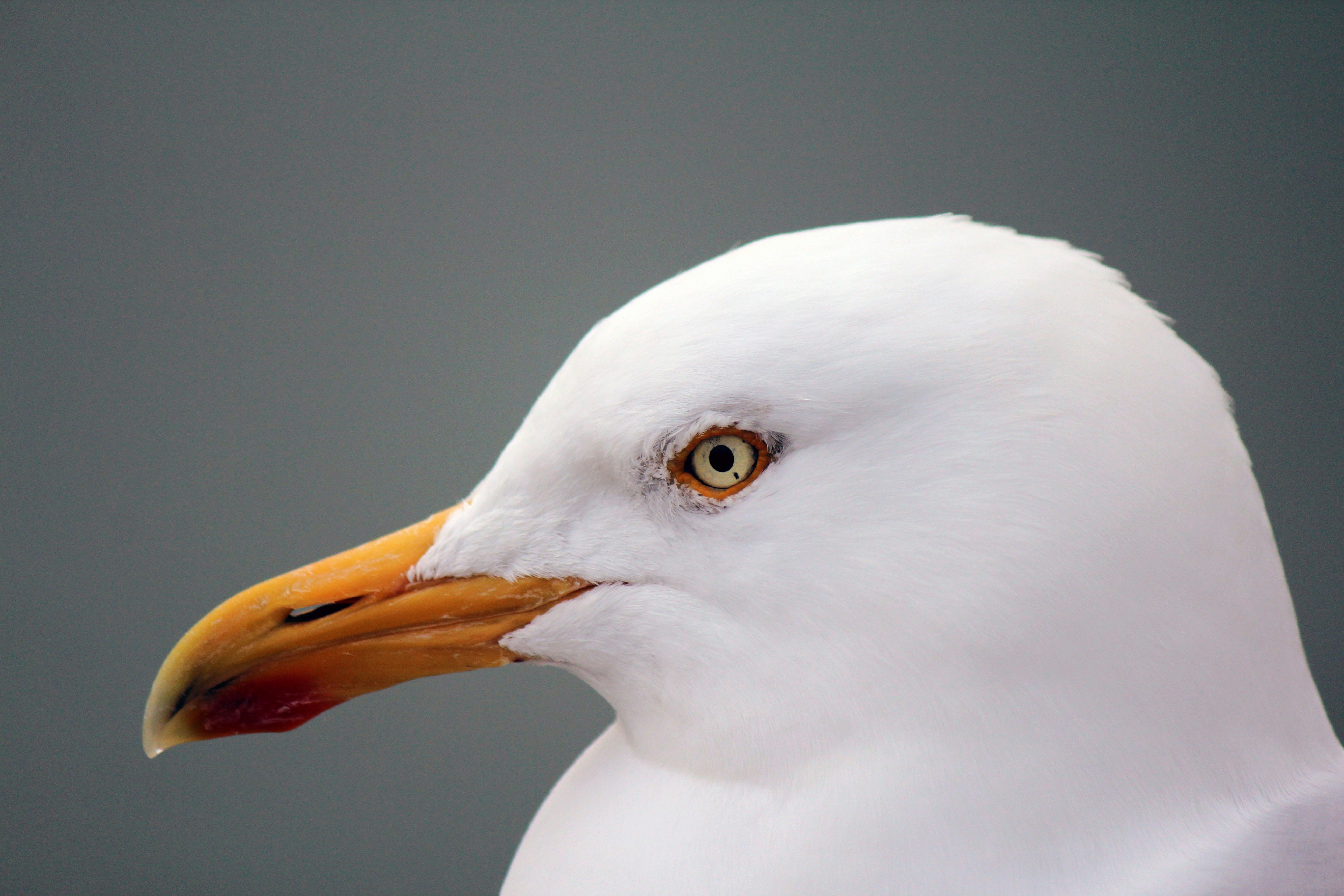 Close-up of a seagull's head, showcasing its sharp eye and distinctive beak against a muted background.