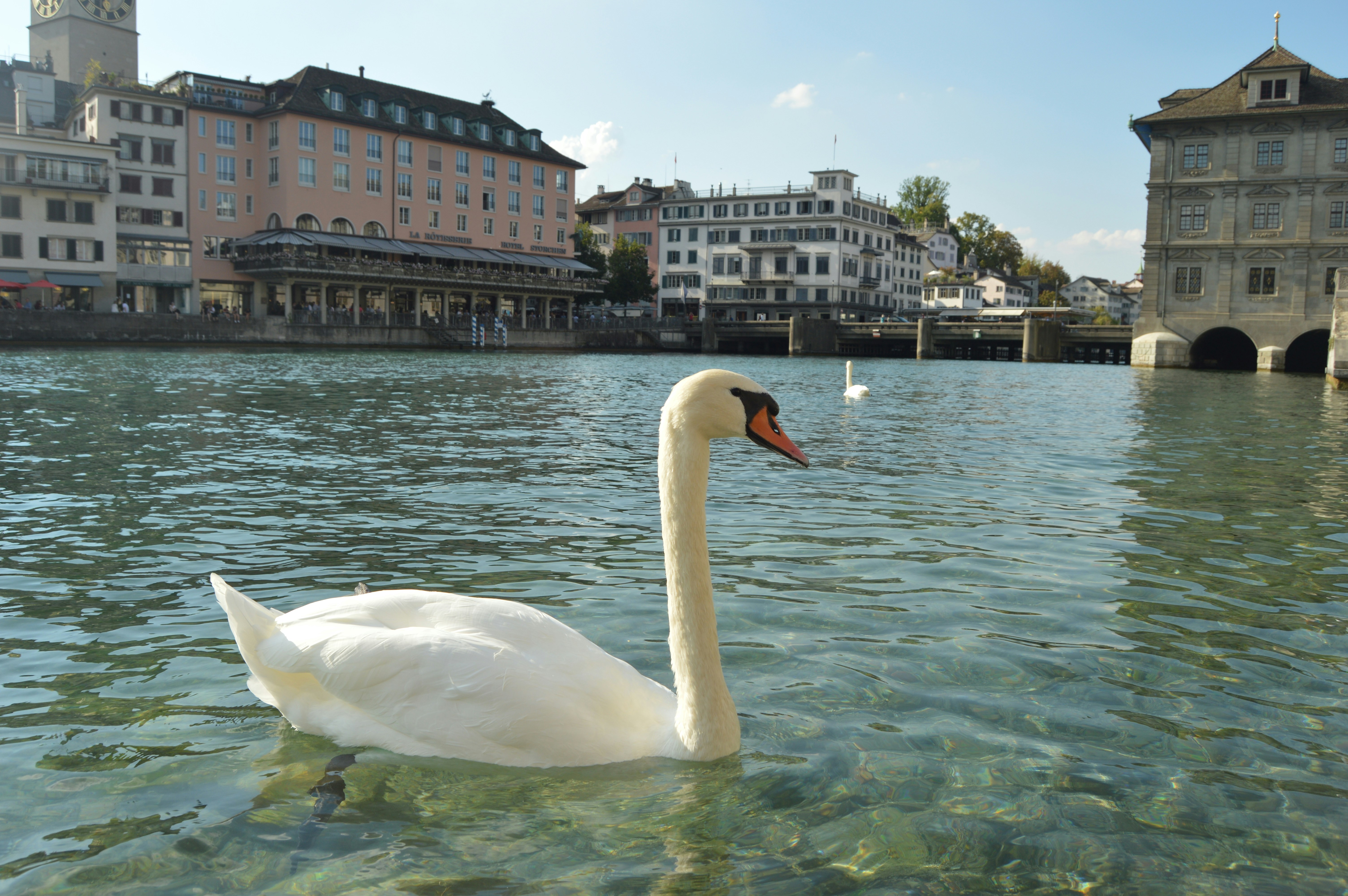 white swan on water during daytime