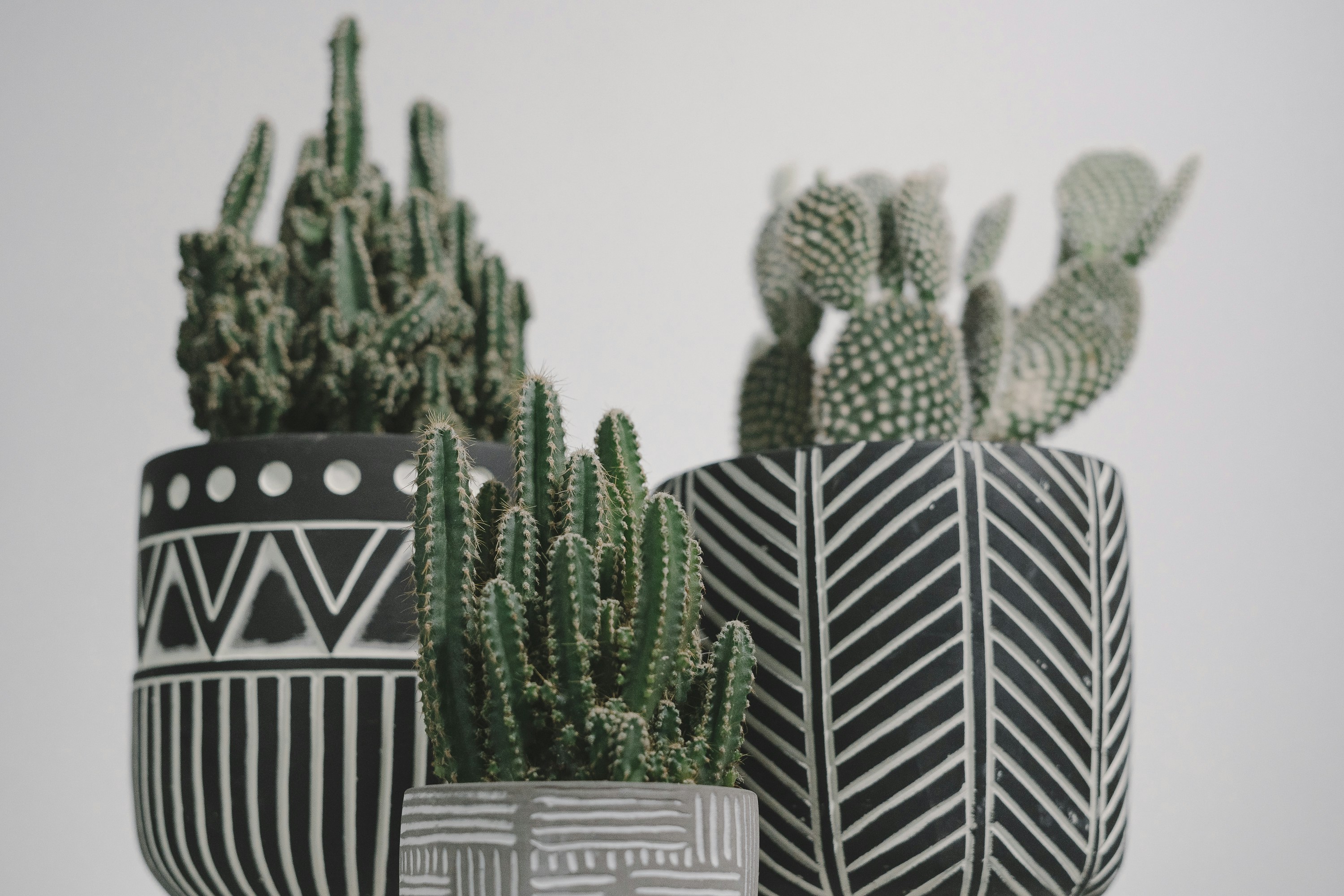 Variety of cacti in intricately patterned black and white pots against a neutral background.