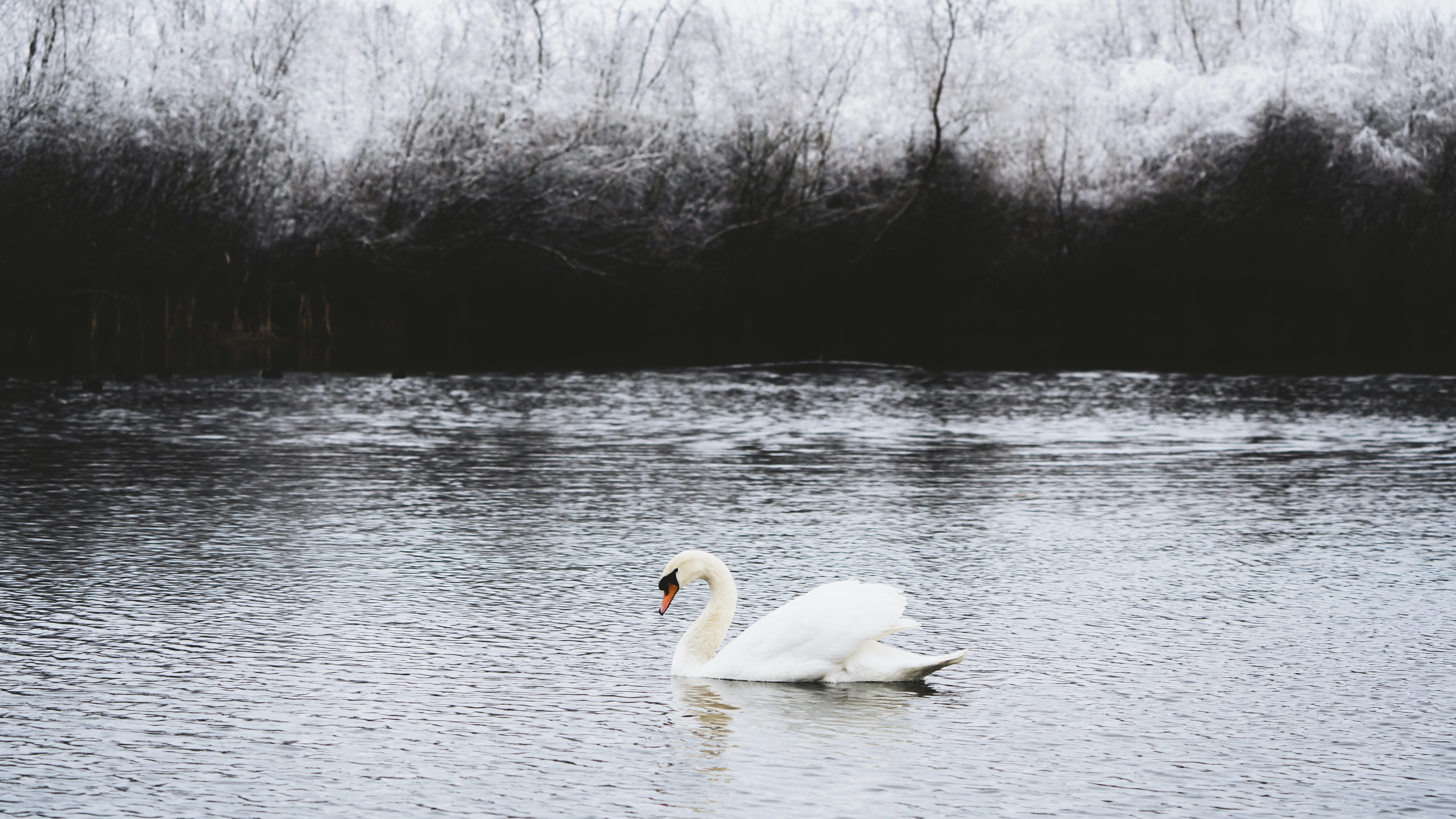 Daniel Mirlea (@danielmirlea) | Unsplash Photo Community