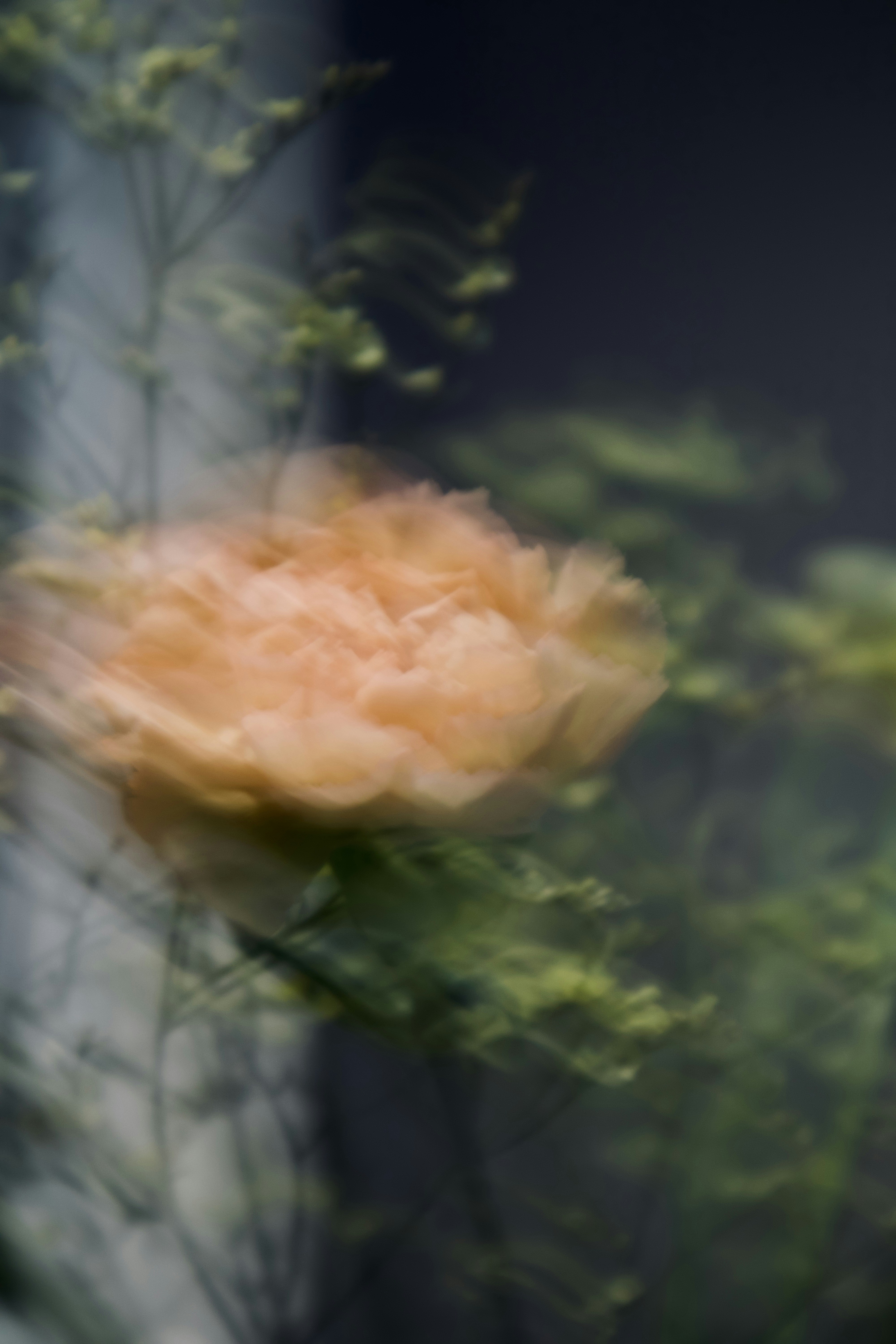 Whispered Peach: a Soft Bloom Lost in a Green Veil