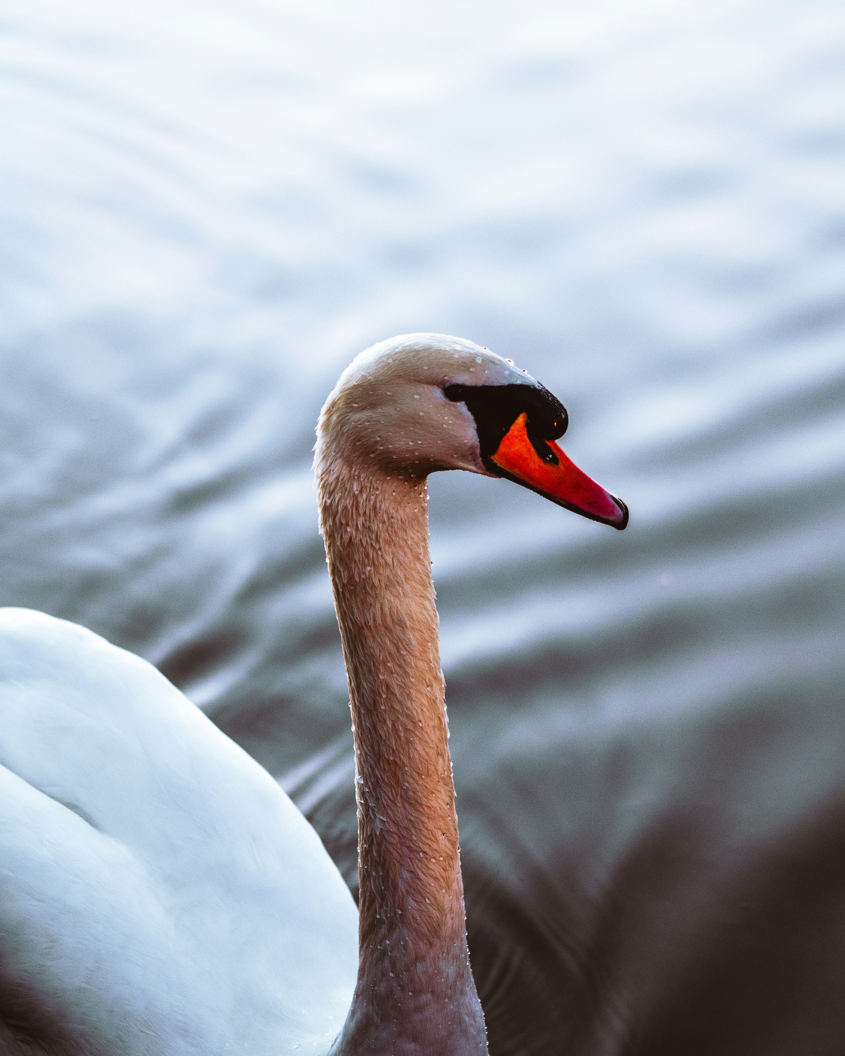 Elegance in Still Waters