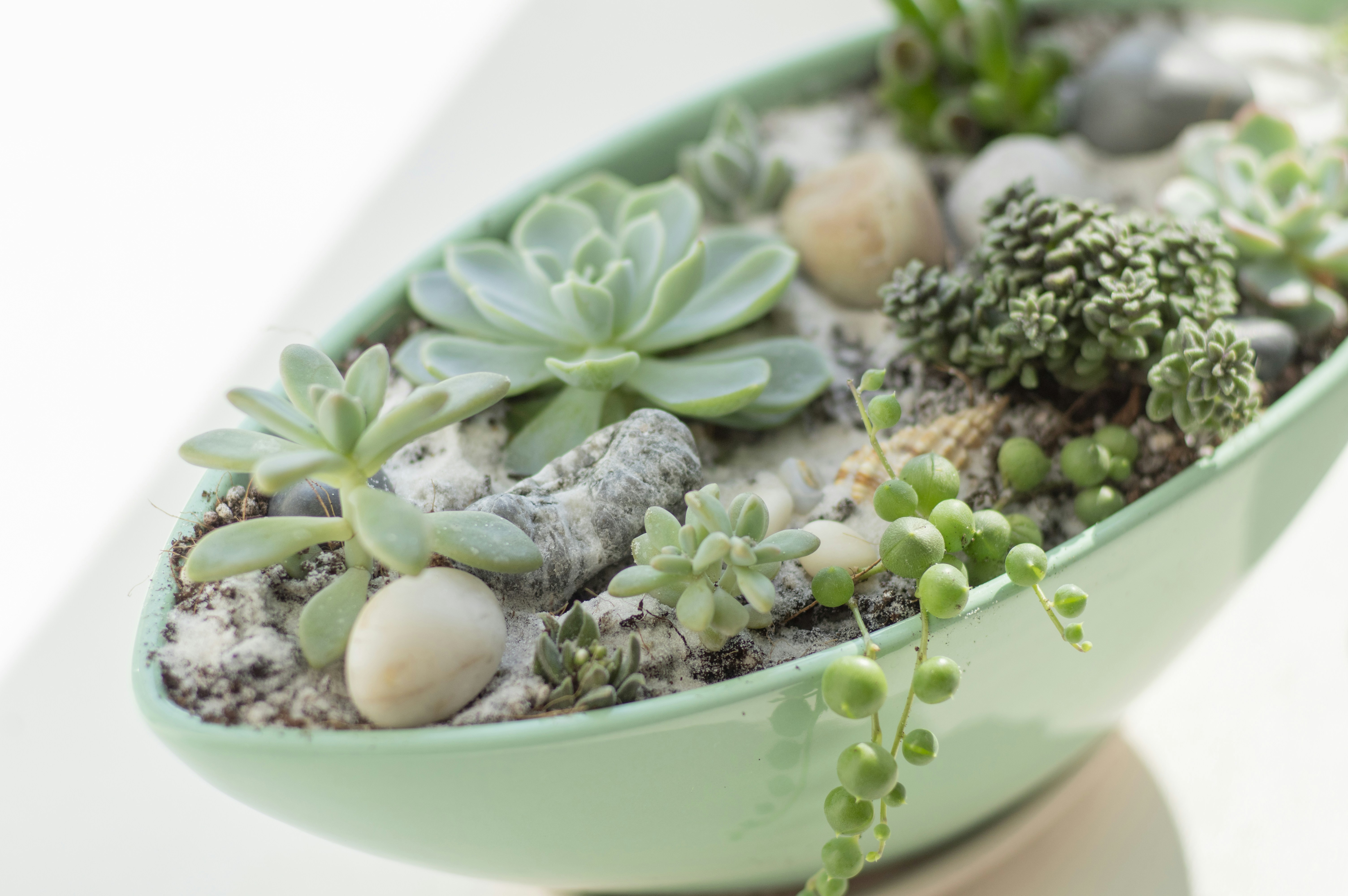 Rosettes in a Teal Vessel: A Quiet Micro-Garden Still Life