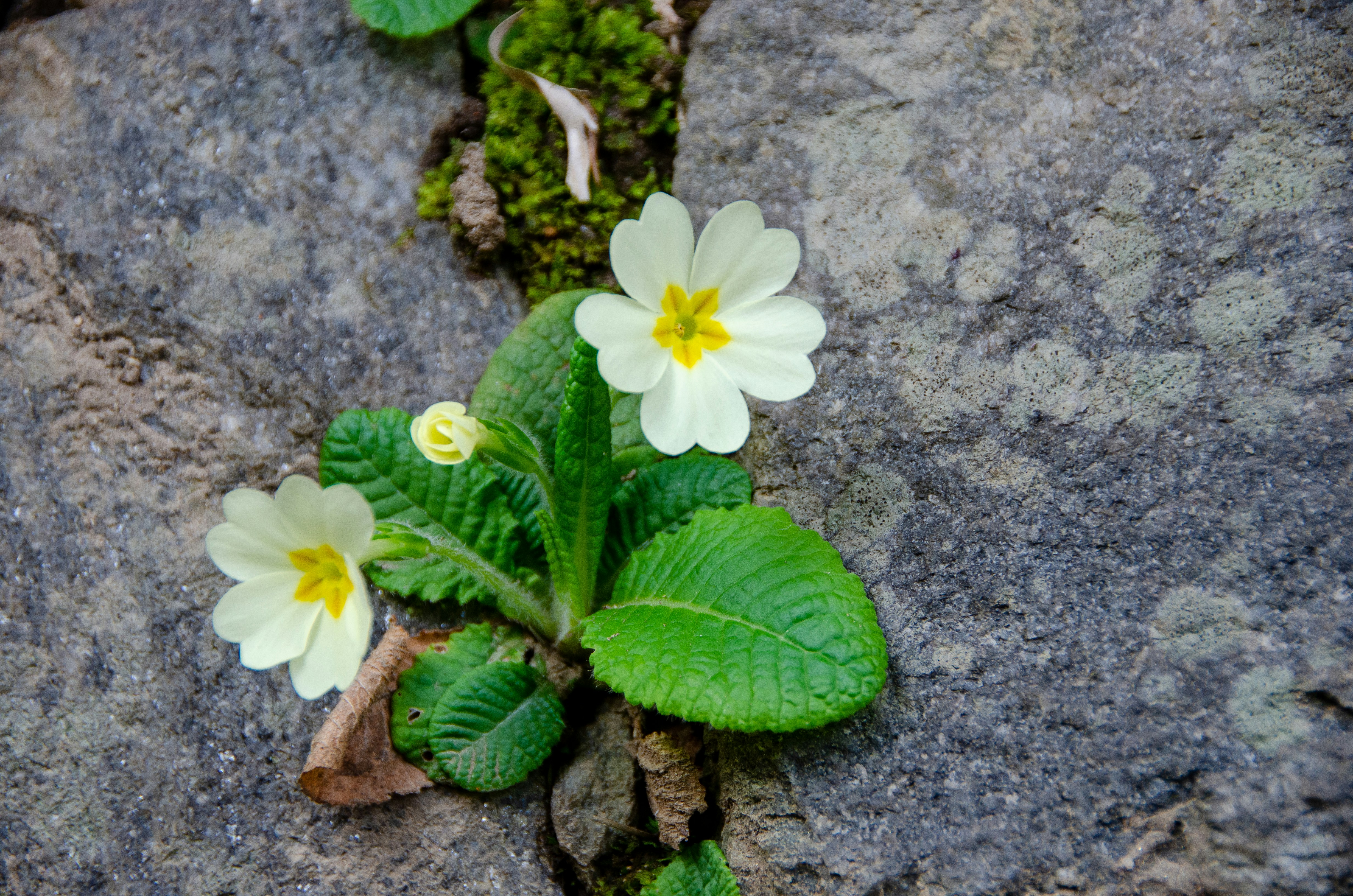 Primrose in a Rock Cradle: White Petals on Weathered Granite