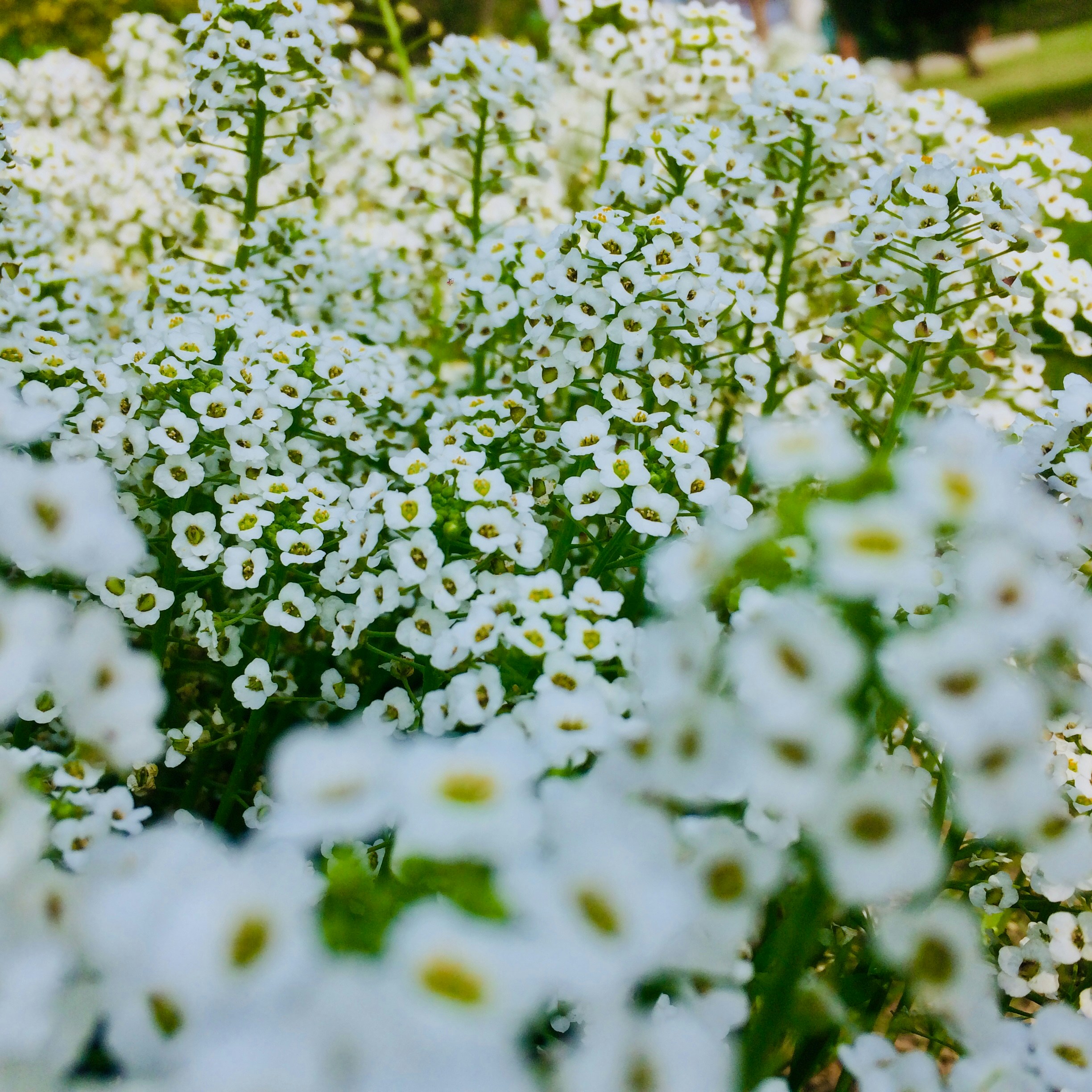 Sunlit Confetti: A Dense Field of Tiny White Daisies