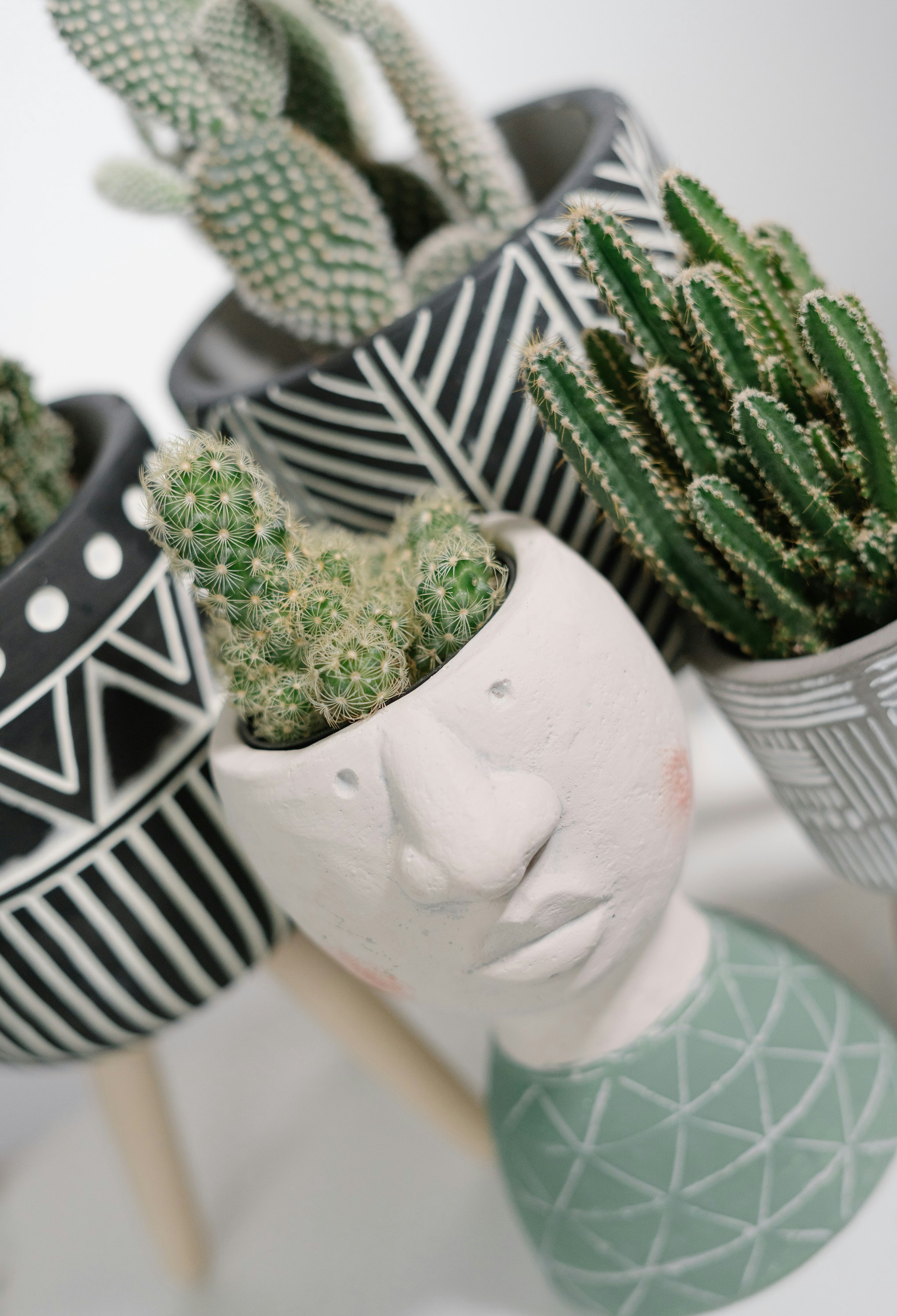 Cacti nestled in intricately patterned pots with a sculptural face design.
