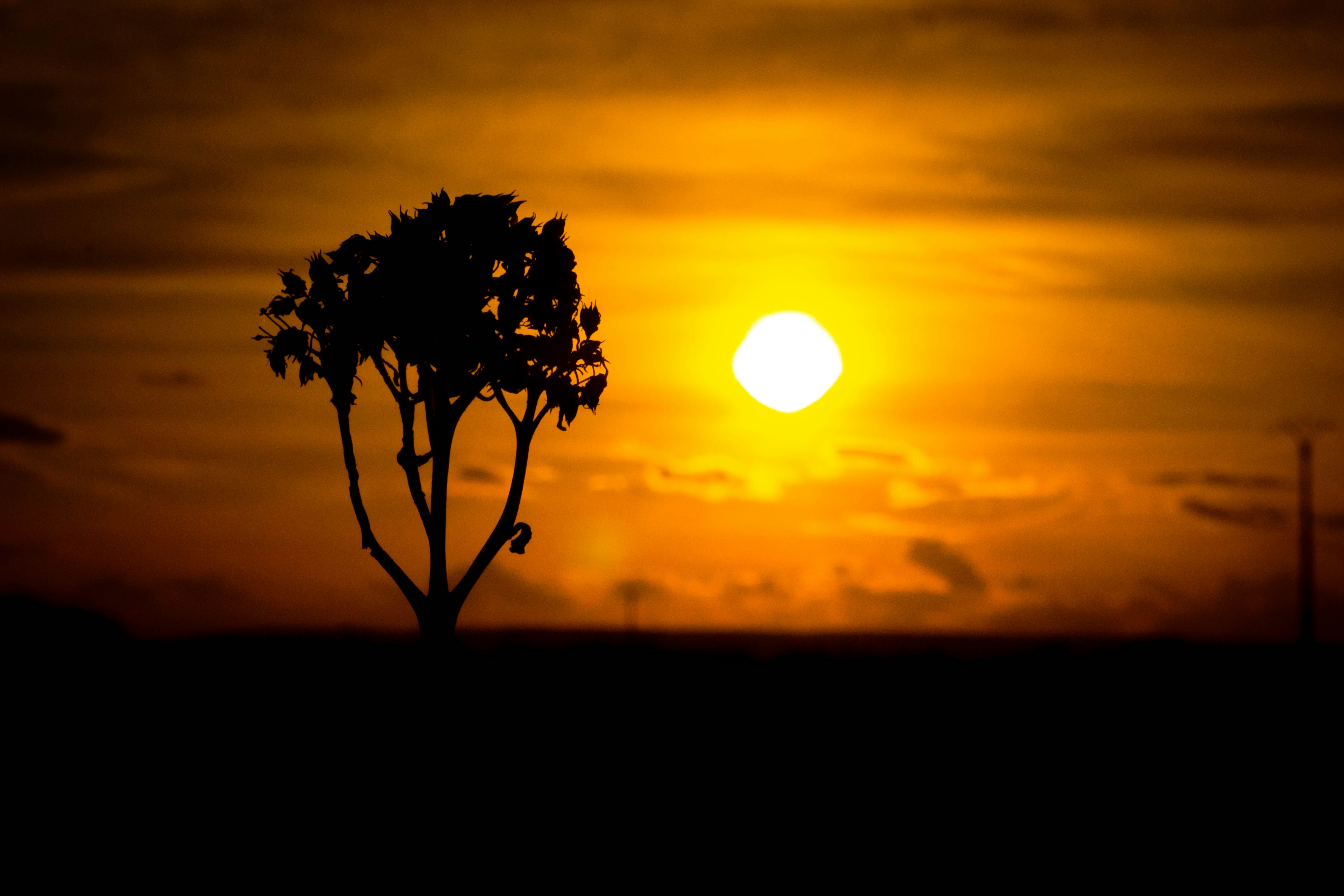 Lone tree silhouetted against a vibrant orange sunset sky.