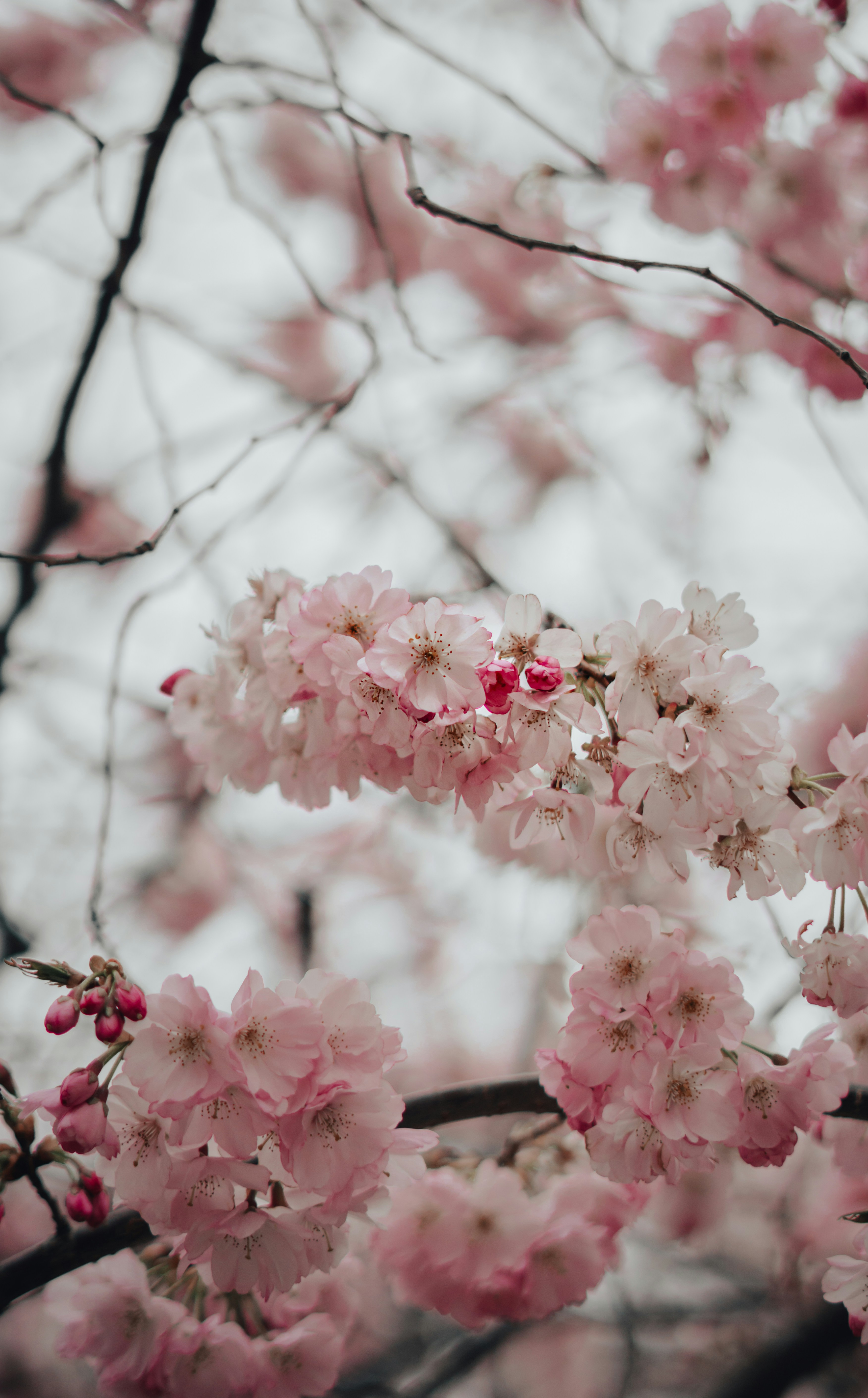 Delicate cherry blossoms in varying shades of pink bloom against a soft, muted backdrop, capturing the essence of spring’s arrival.
