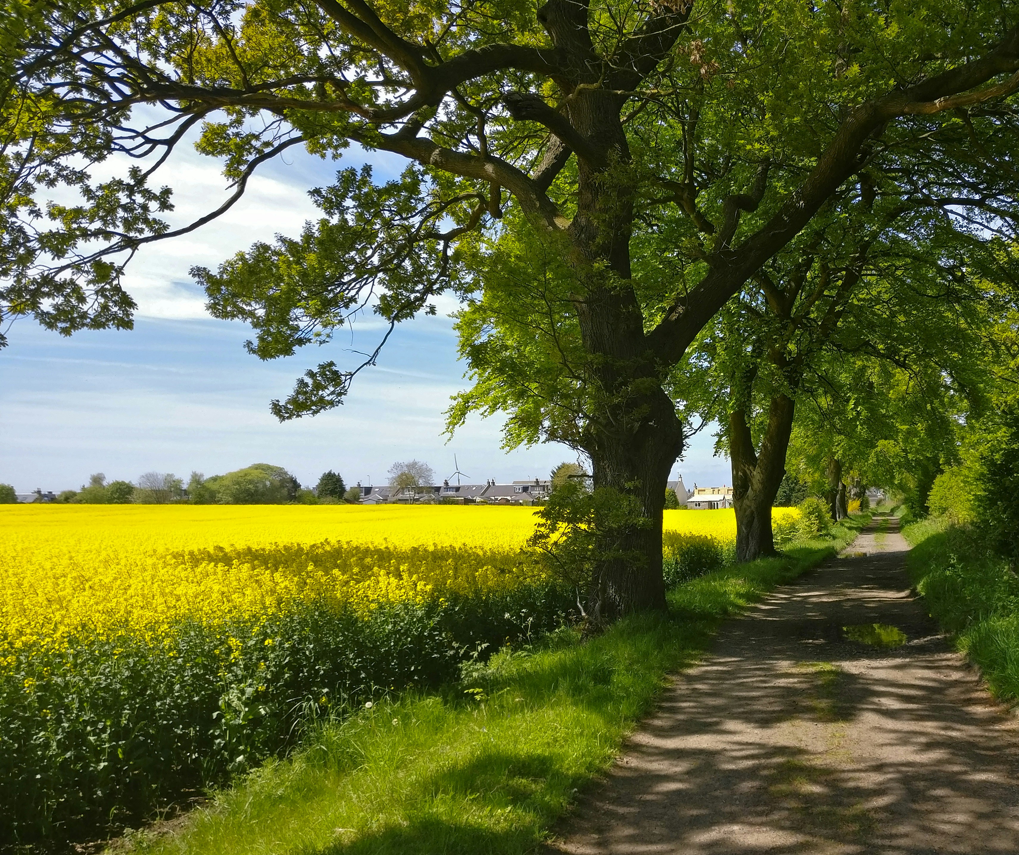 Rapeseed in bloom | green tree on yellow flower field during daytime